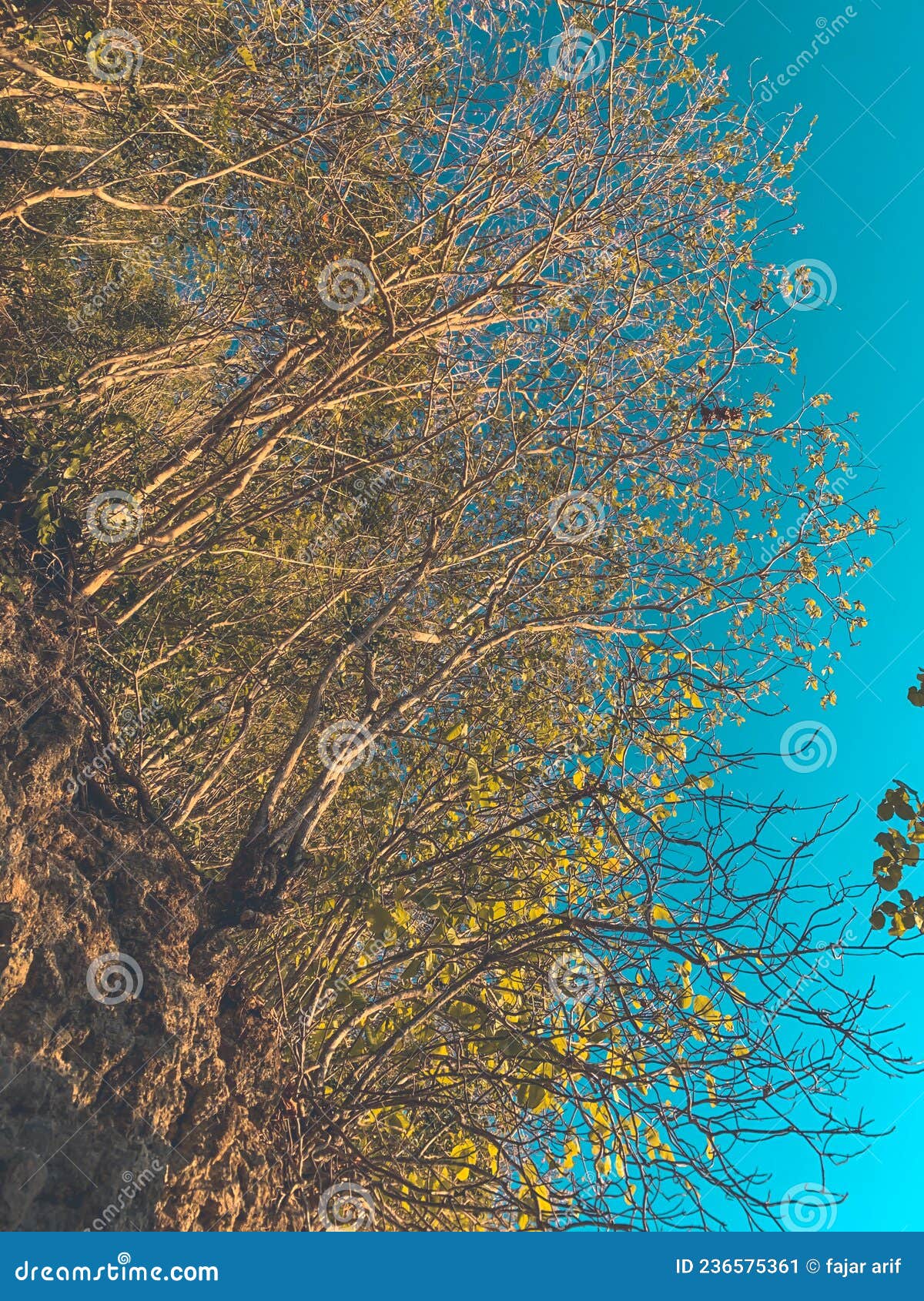 View of Tree Branches Growing on the Beach Rock Stock Image - Image of ...