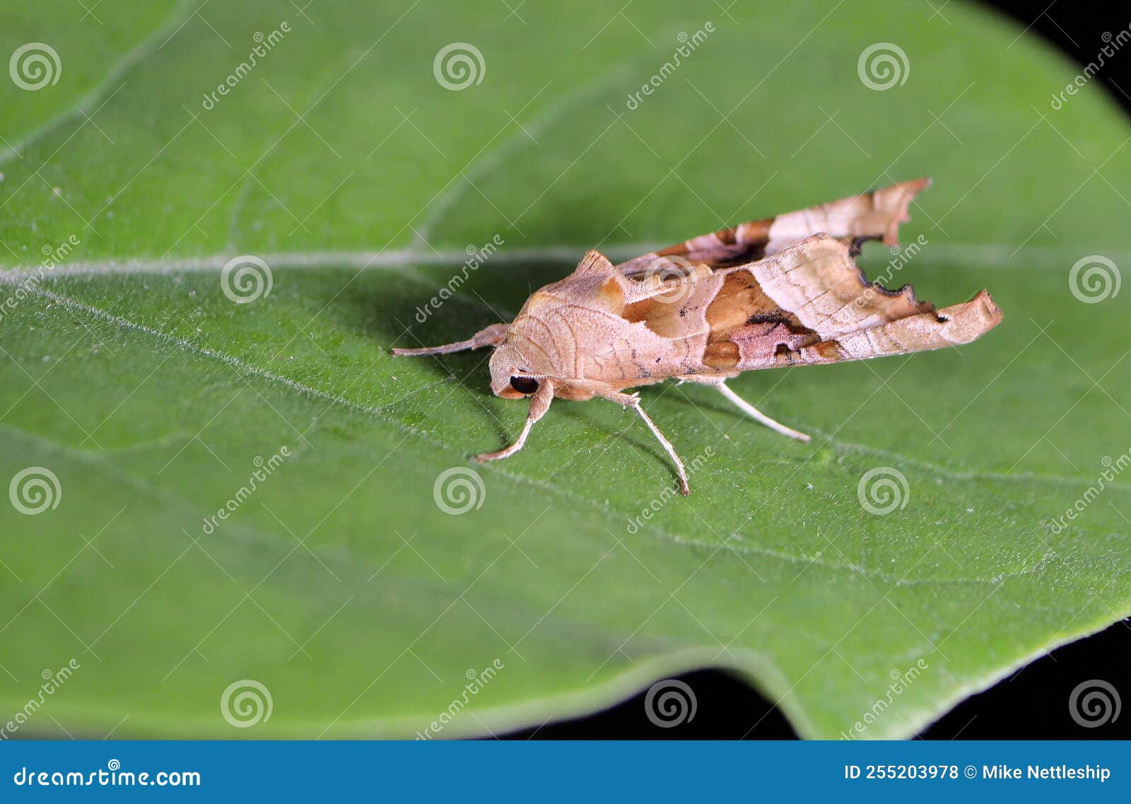 Angle Shades Moth Phlogophora Meticulosa Stock Photo - Image of insects ...