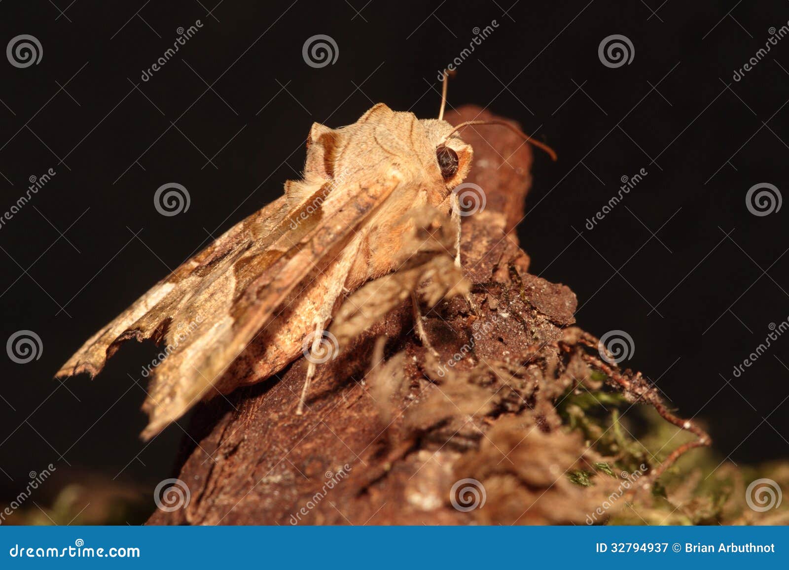 Angle shades moth. stock image. Image of moths, wild - 32794937