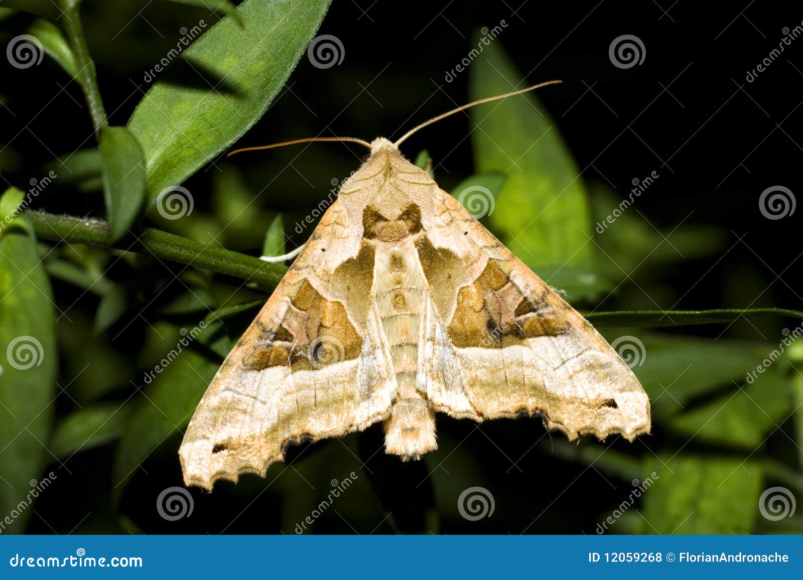 Angle Shades Moth. Royalty-Free Stock Photography | CartoonDealer.com ...