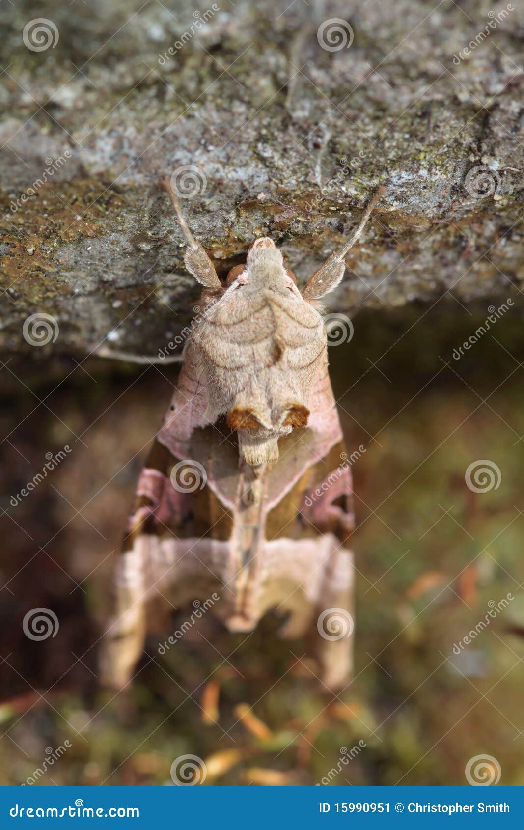 Angle Shades Moth. Royalty-Free Stock Photography | CartoonDealer.com ...