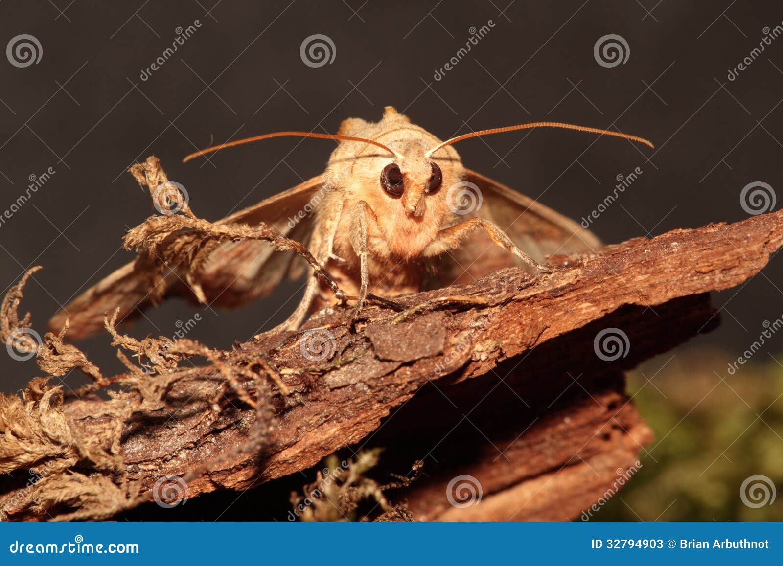 Angle shades. stock image. Image of insects, moths, nature - 32794903