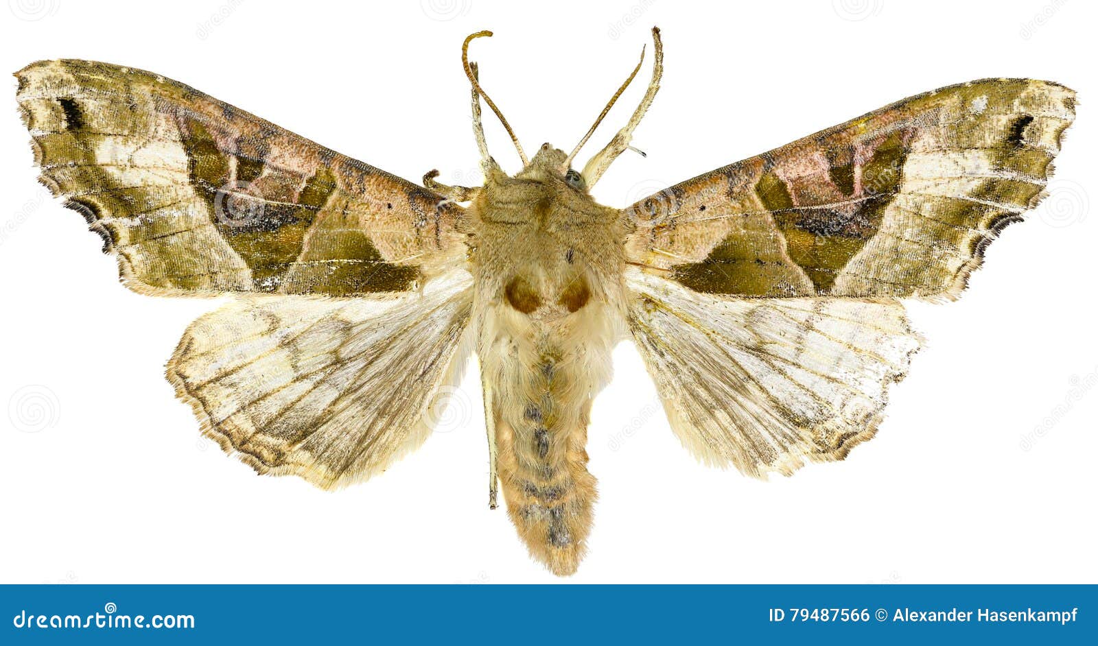 The Angle Shades on White Background Stock Photo - Image of angleshades ...