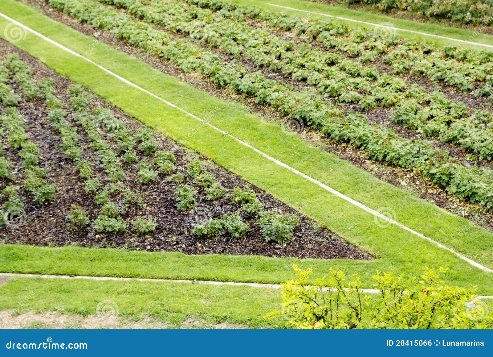 Angle Shape Grass Way in Green Garden Stock Photo - Image of mowed ...
