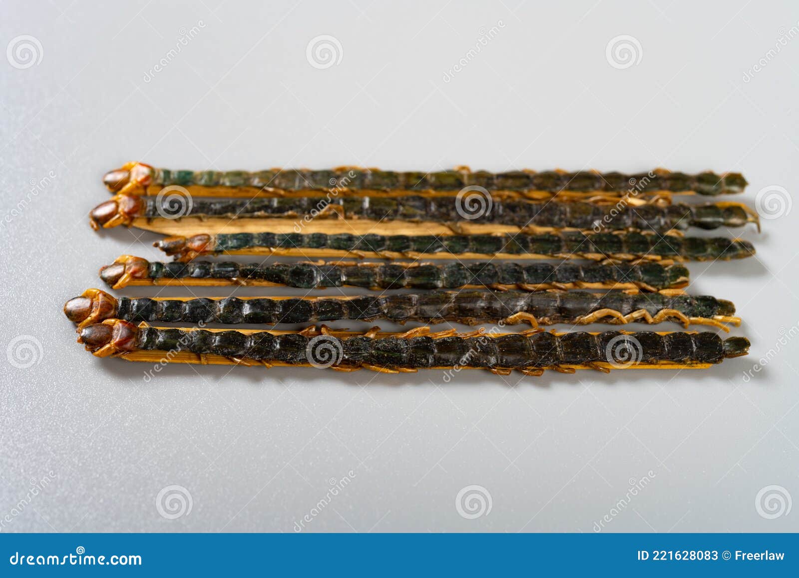 Chinese Medicine WuGong or Centipede or Scolopendra Stock Image - Image ...