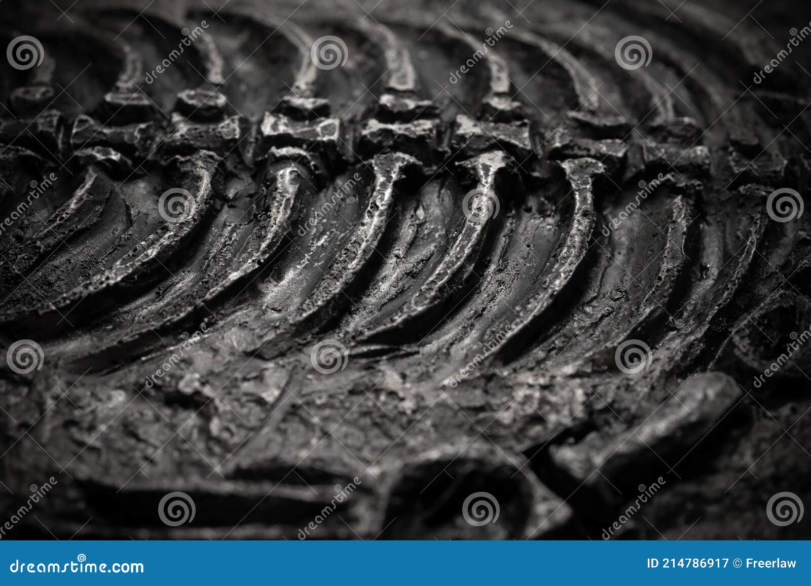 Angle View Dinosaur Skeleton Fossil of the Spine and Ribs Stock Image ...