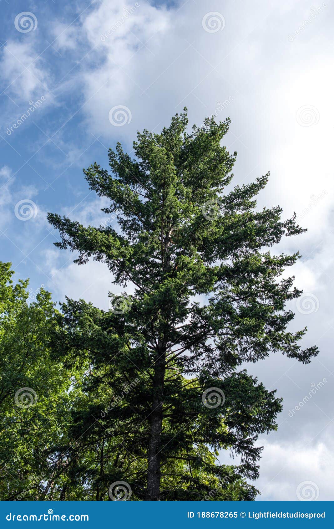 Angle View of Fir Tree with Sky with Clouds at Background Stock Image ...