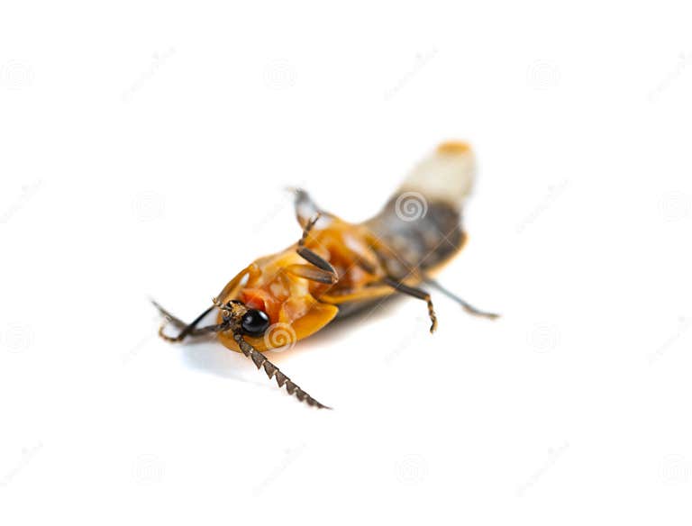 Angle View Firefly on White Background Stock Image - Image of bright ...