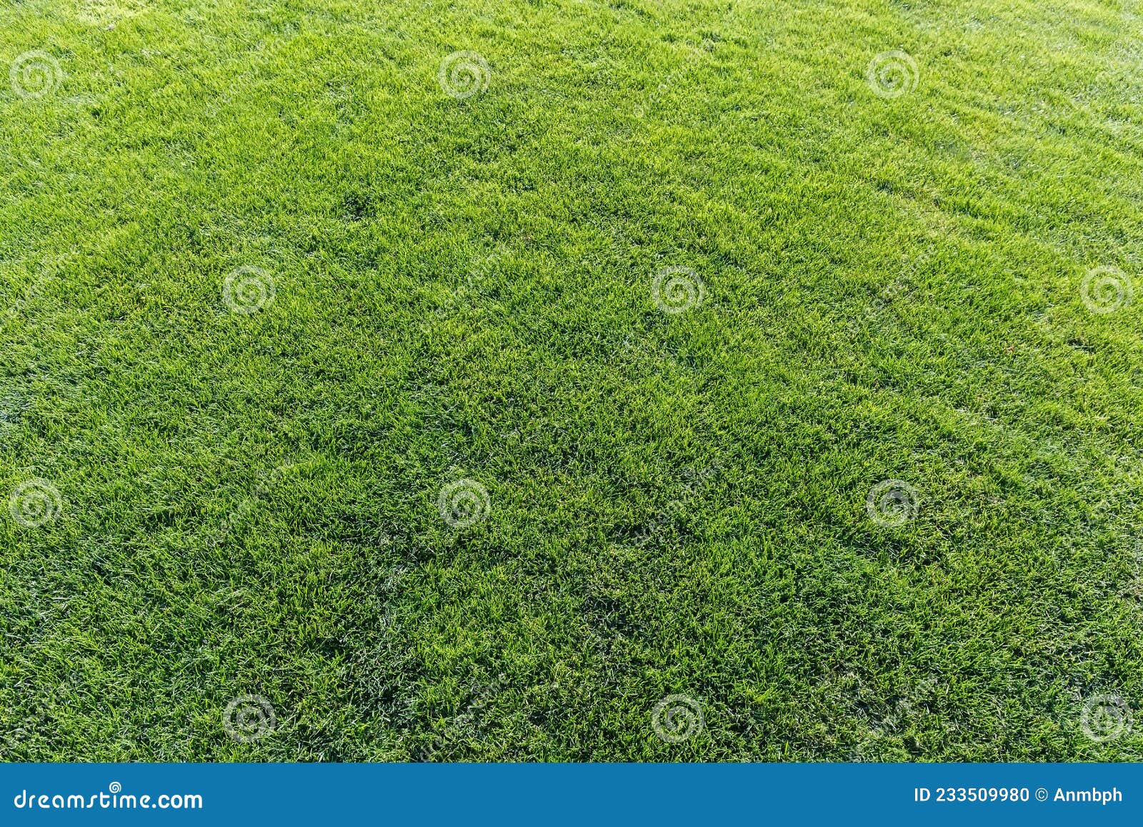 Angle View of the Lawn with Green Thick Trimmed Grass Stock Photo ...