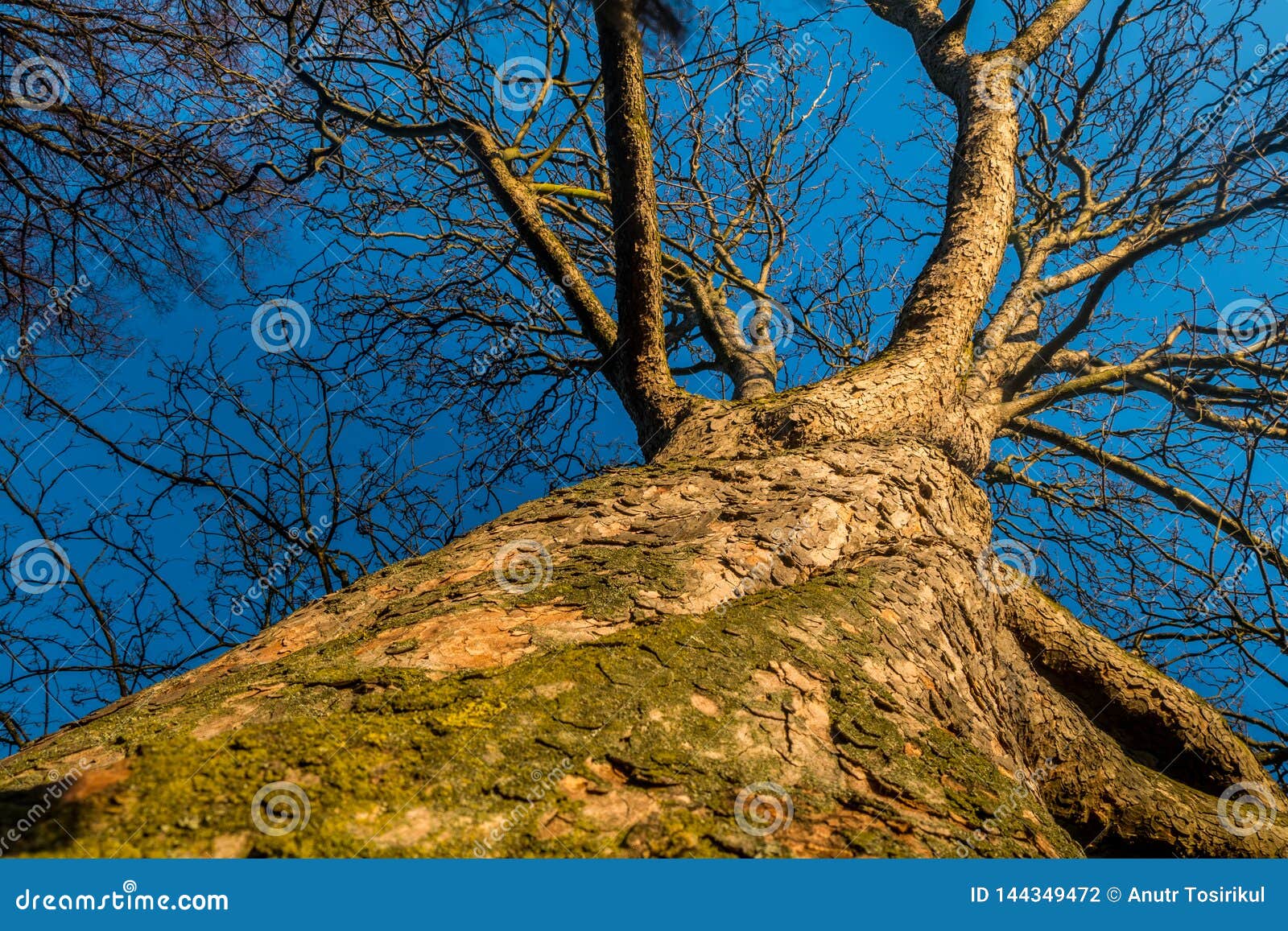 Angle of View Looking at the Large Tree Stock Photo - Image of pattern ...