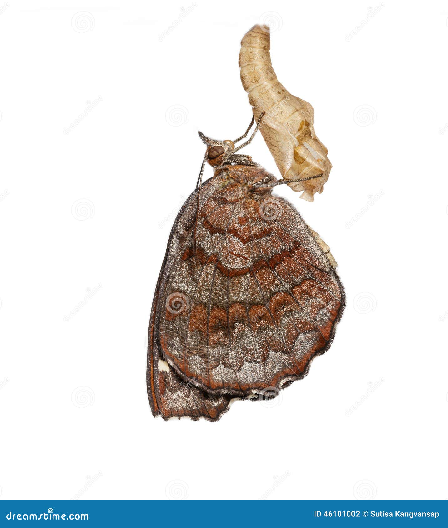 Angled Castor Butterfly and Cocoon Stock Photo - Image of nature ...