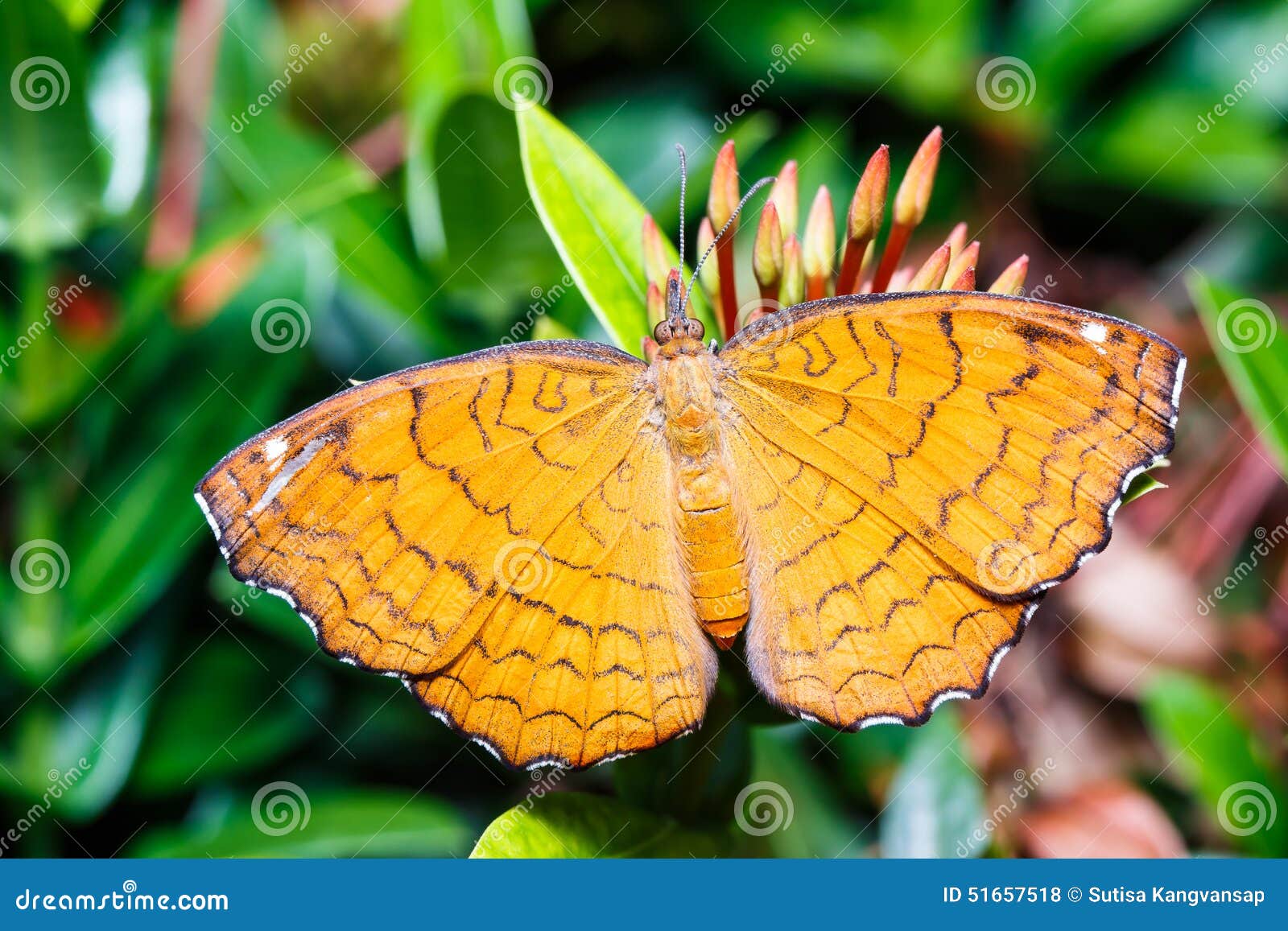 Angled castor butterfly stock photo. Image of angled - 51657518