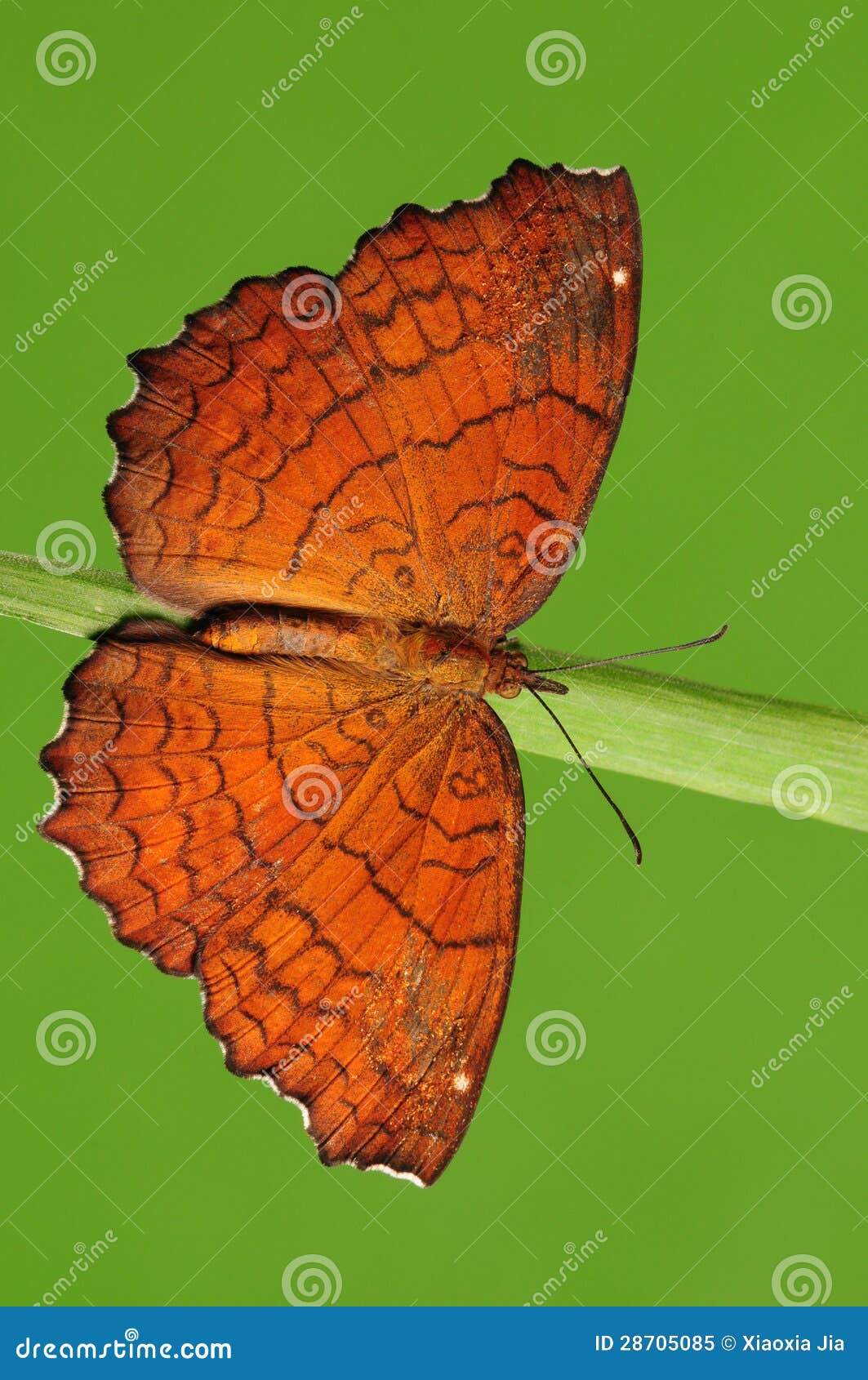 Angled Castor / Butterfly on Twig Stock Image - Image of beautiful ...