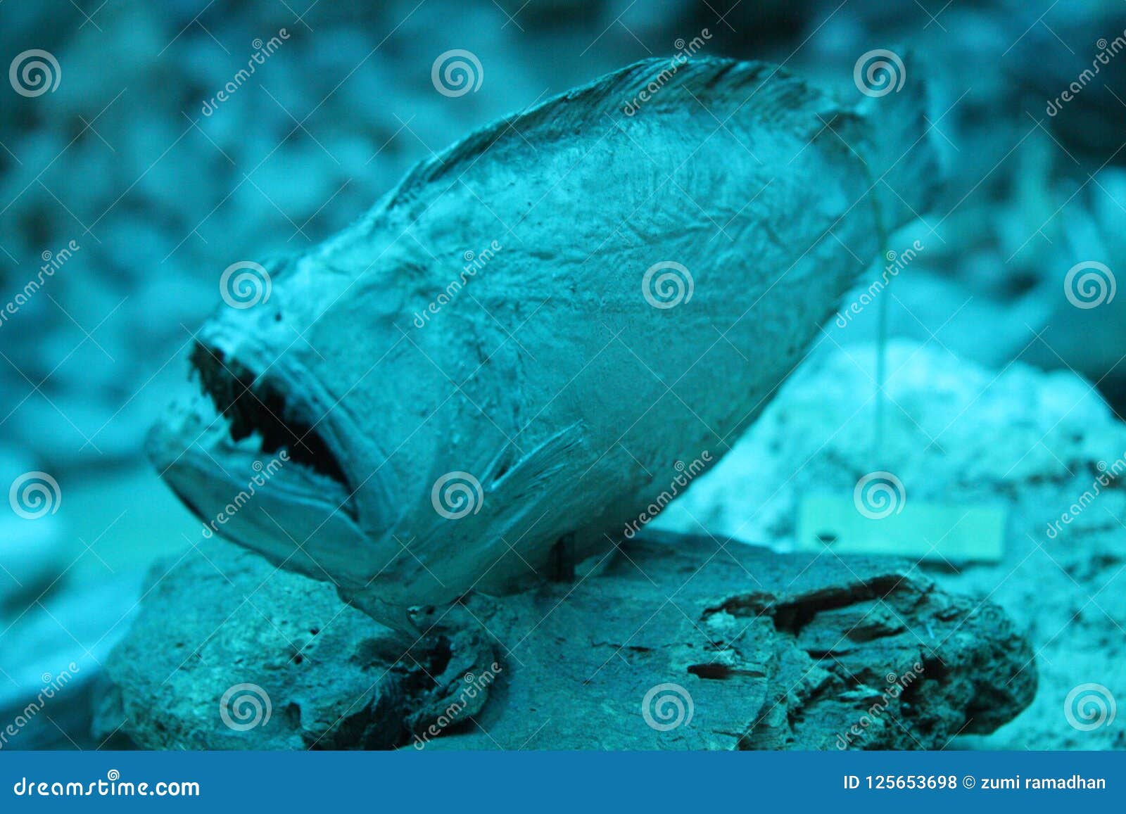 Angled eye fish stock photo. Image of dengan, kuning - 125653698