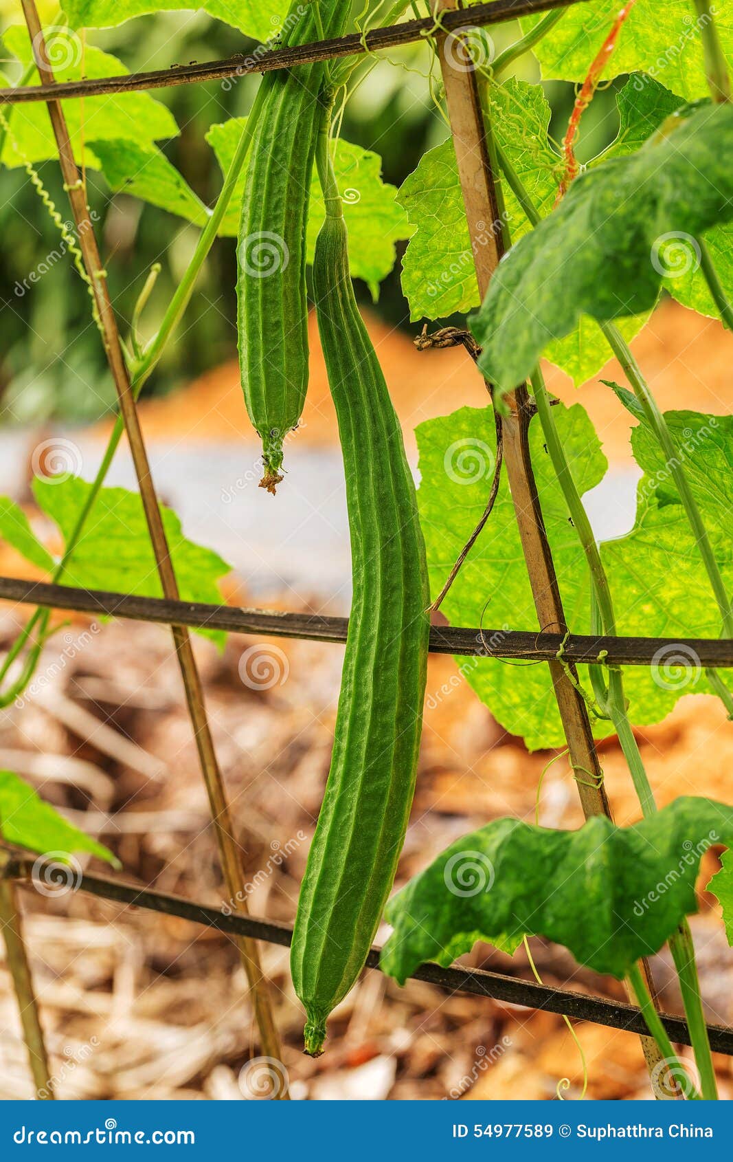 Angled gourd stock image. Image of healthy, agriculture - 54977589