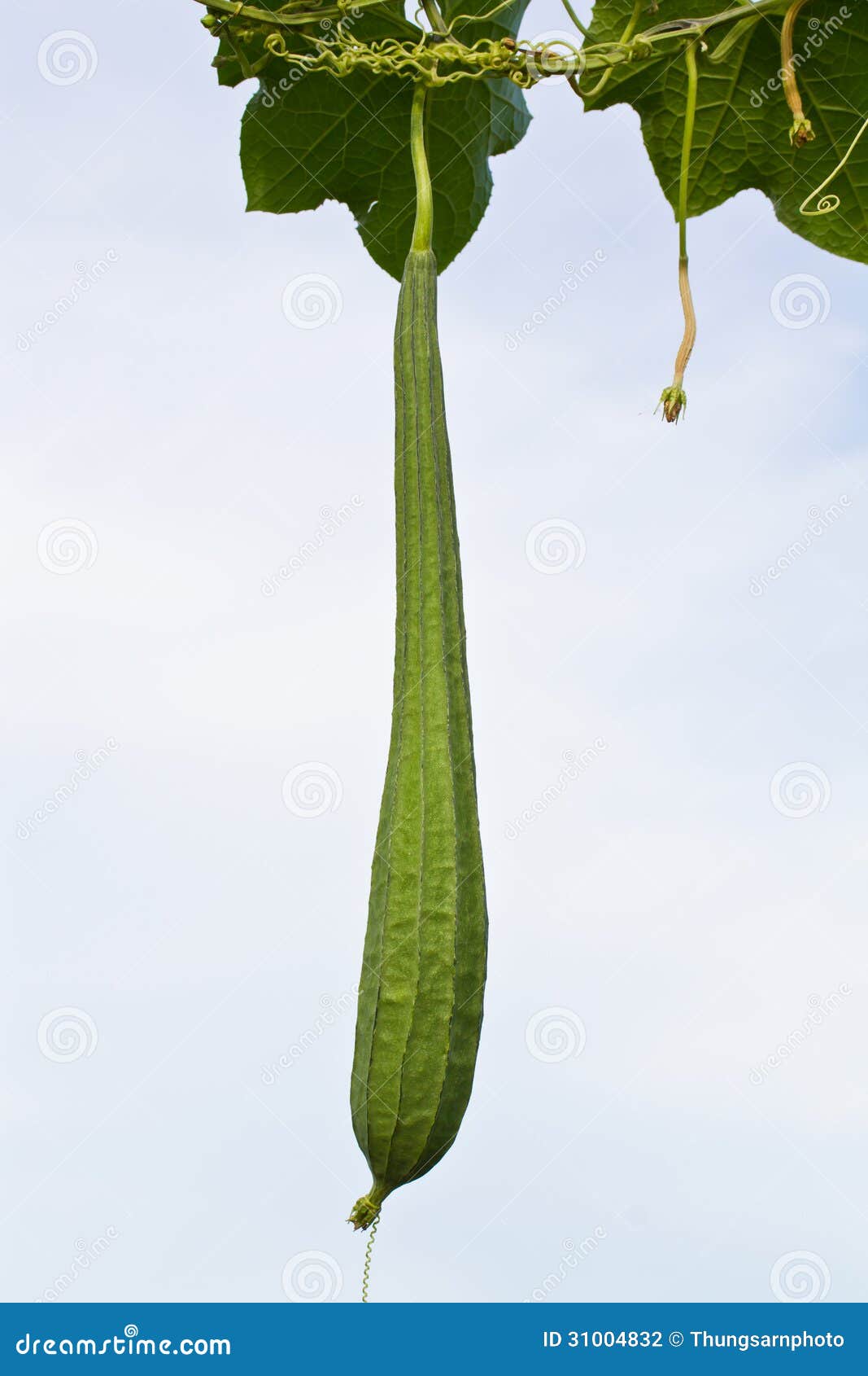Angled Gourd stock photo. Image of garden, bathing, cuisine - 31004832