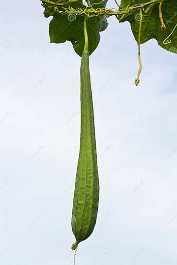 Angled Gourd stock photo. Image of garden, bathing, cuisine - 31004832