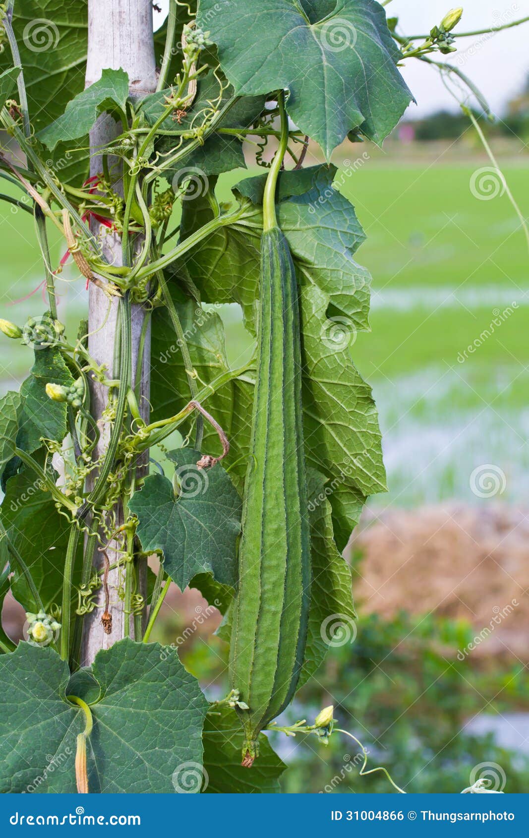 Angled Gourd stock photo. Image of chinese, loofah, angled - 31004866