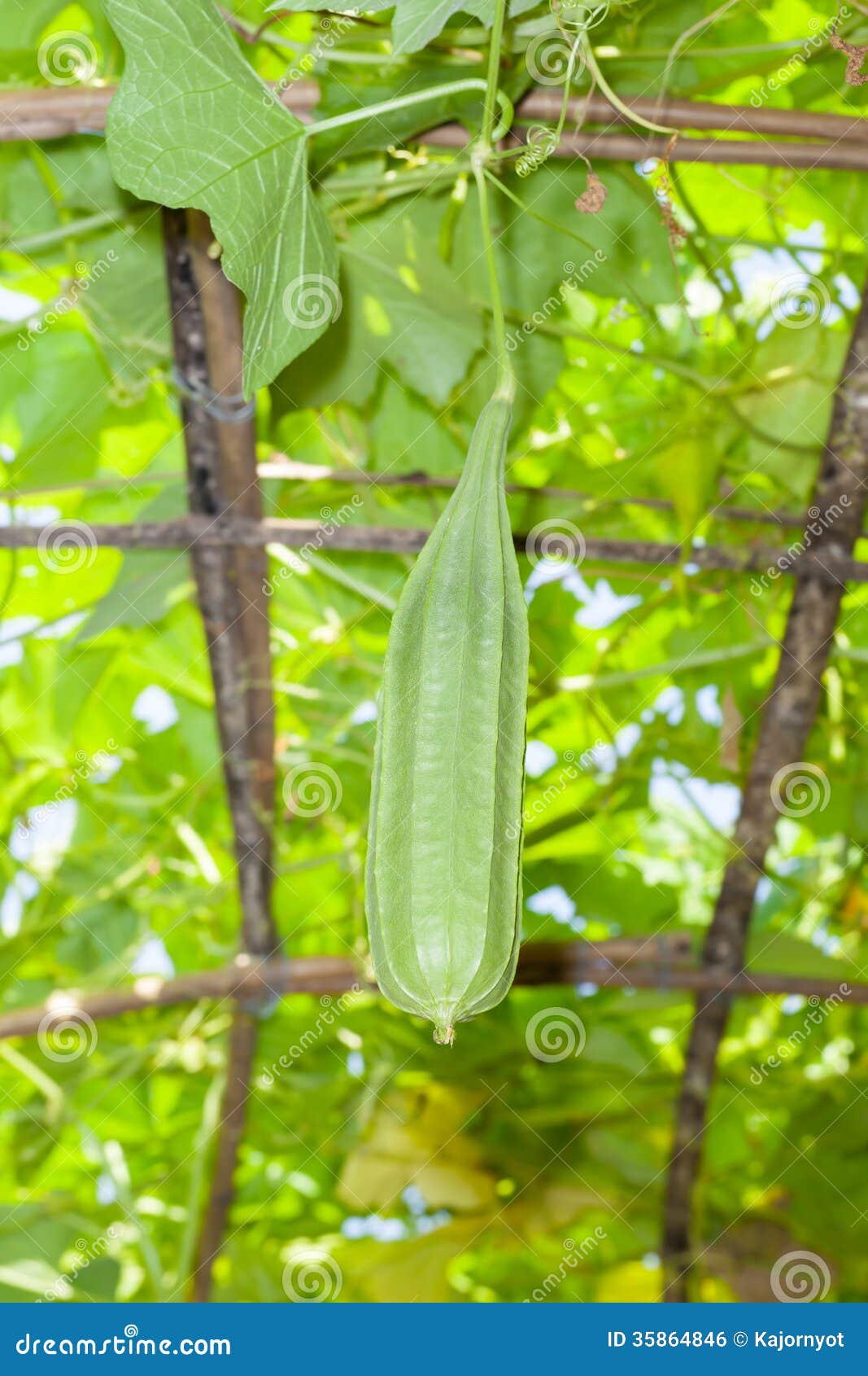 Angled Gourd stock photo. Image of delicious, diet, luffa - 35864846