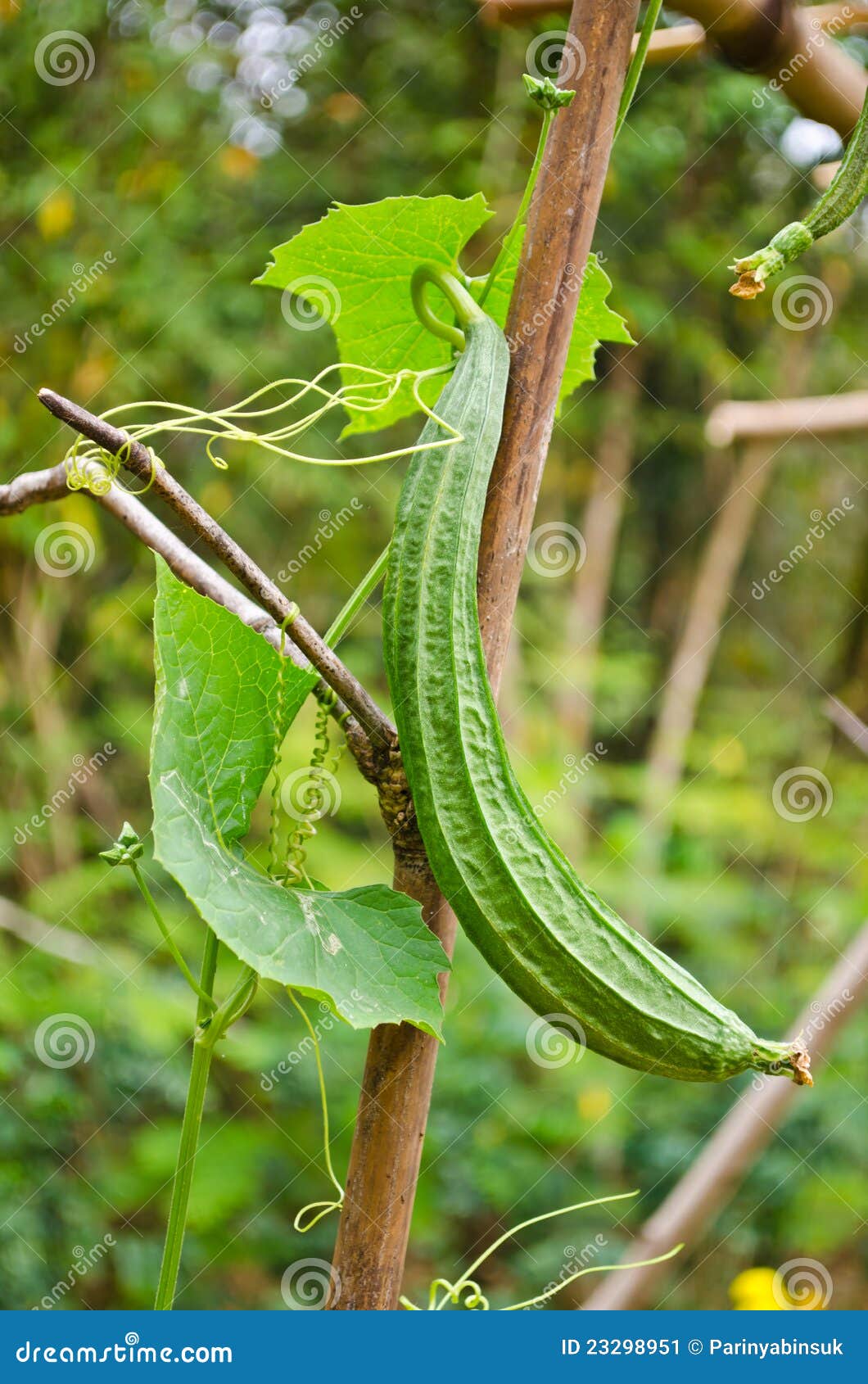 Angled Gourd in Organic Farm,Thailand Stock Image - Image of ingredient ...