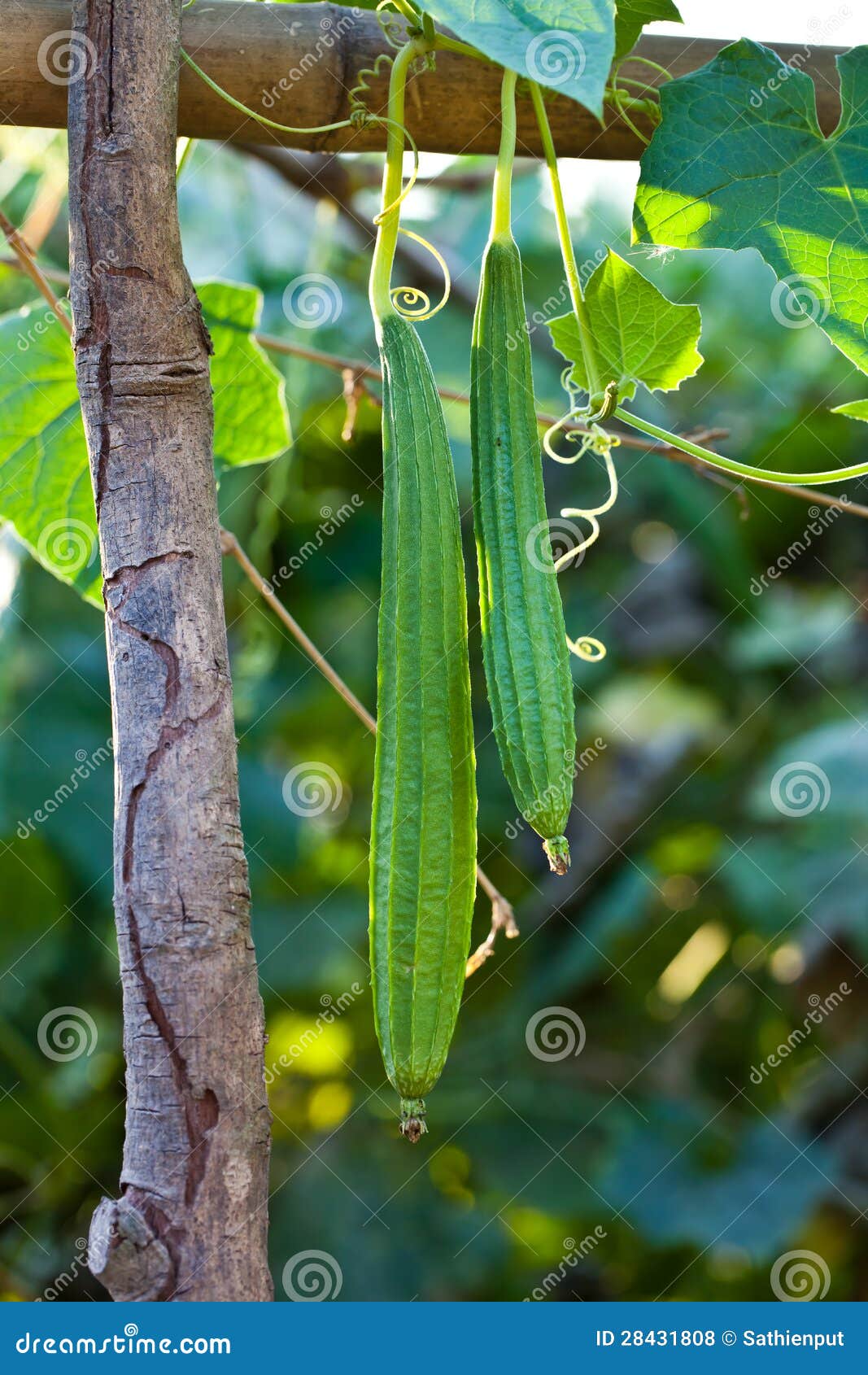 Angled Gourd in Organic Farm,Thailand Stock Photo - Image of angled ...
