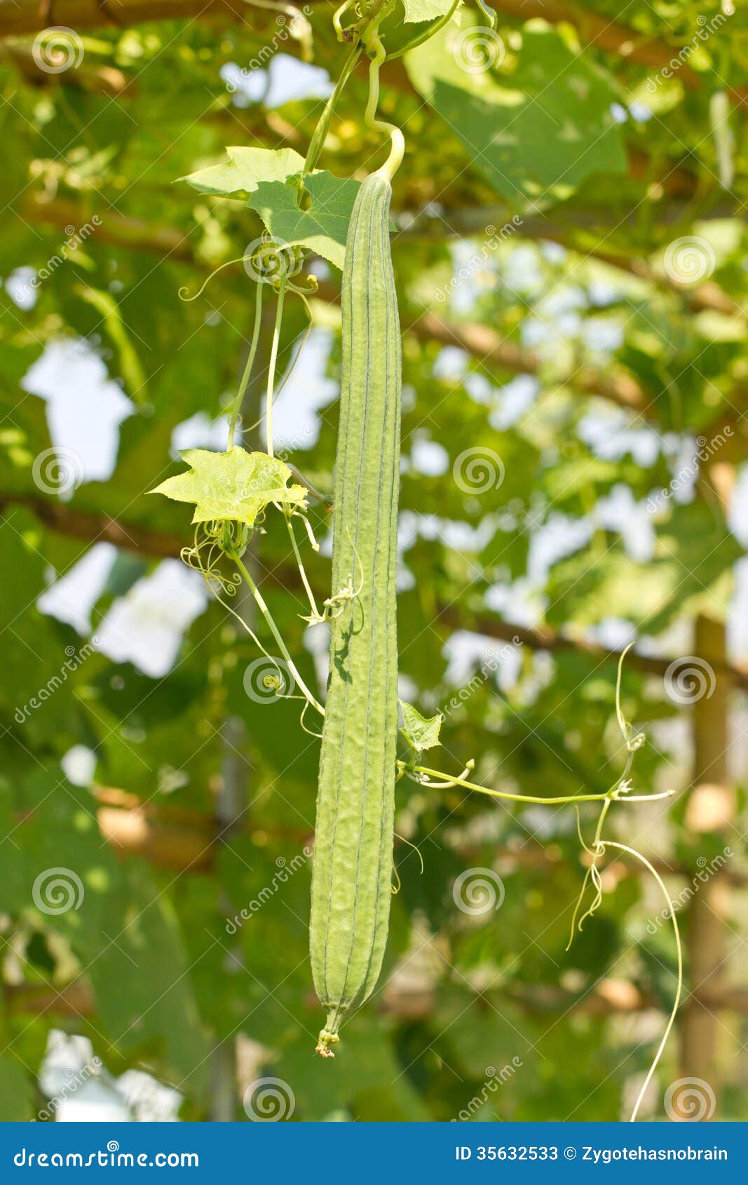 Angled Gourd. stock image. Image of healthy, angled, farm - 35632533