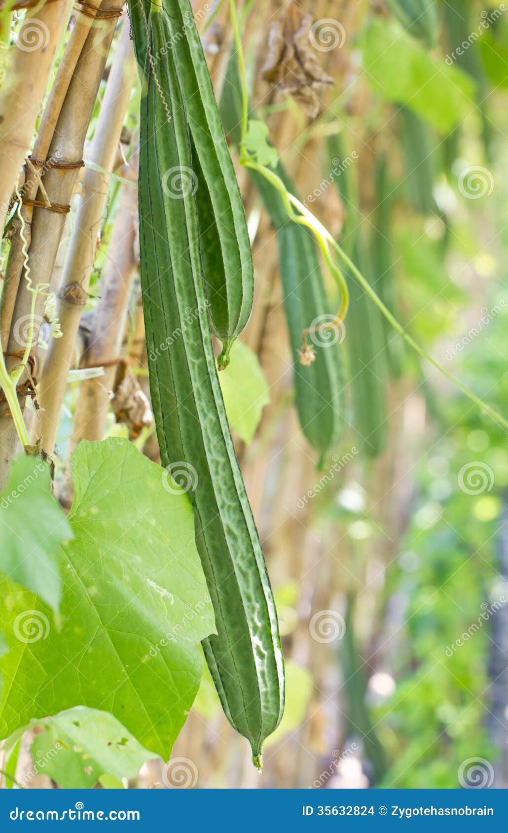 Angled Gourd. stock photo. Image of natural, angled, green - 35632824