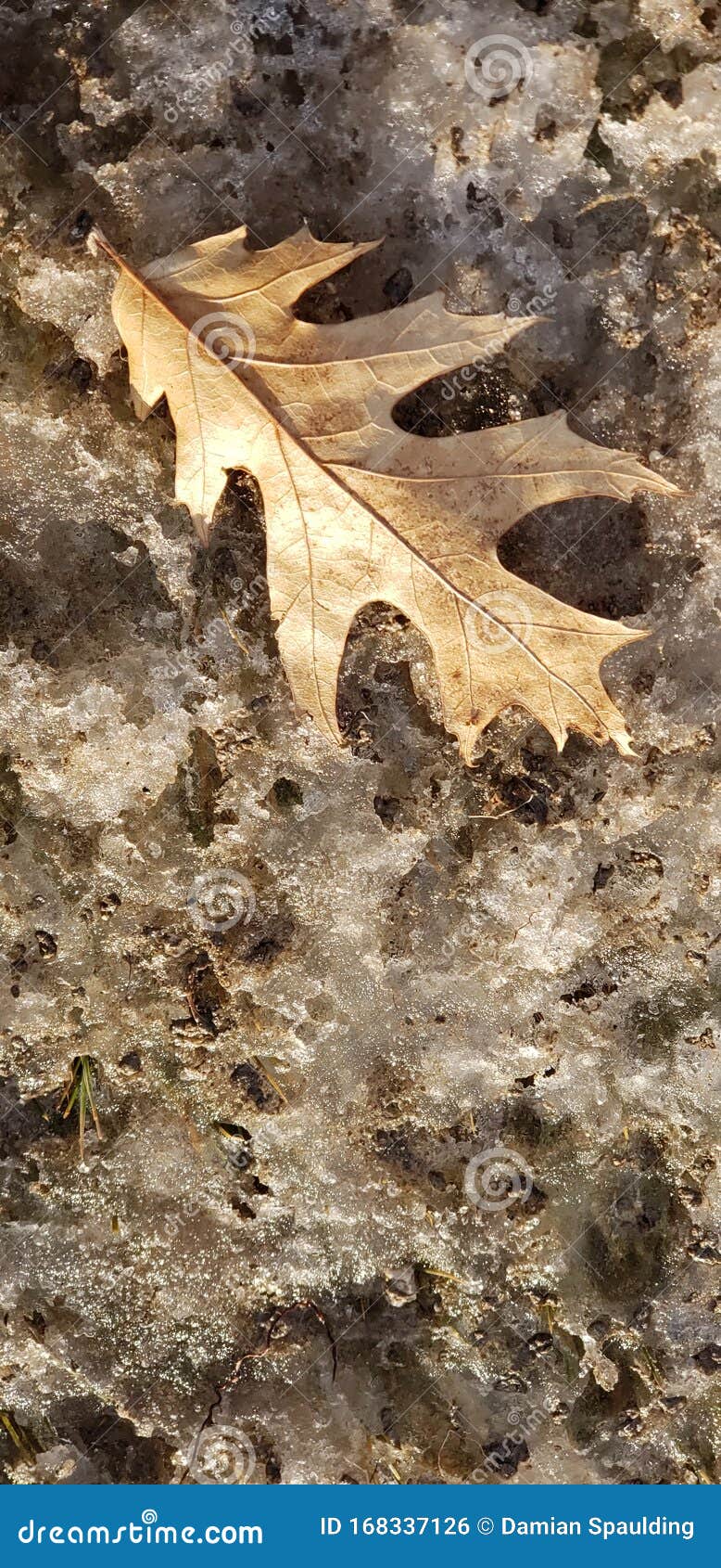Angled Leaf on Textured Ice Stock Photo - Image of textured, angled ...