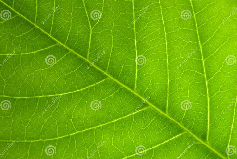 Angled leaf Veins stock photo. Image of life, garden, freshness - 5882856