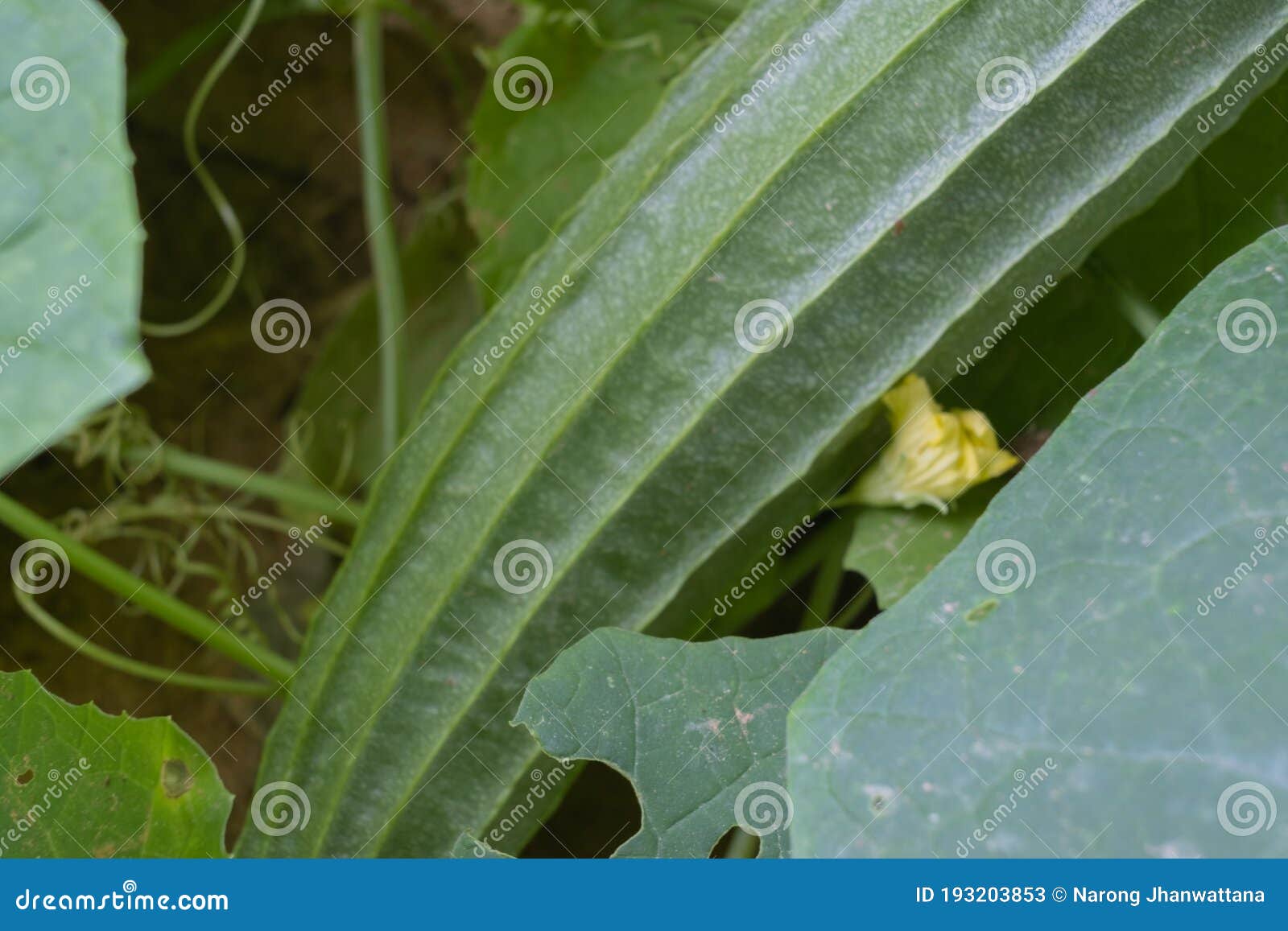 Angled loofah stock image. Image of ground, healthy - 193203853