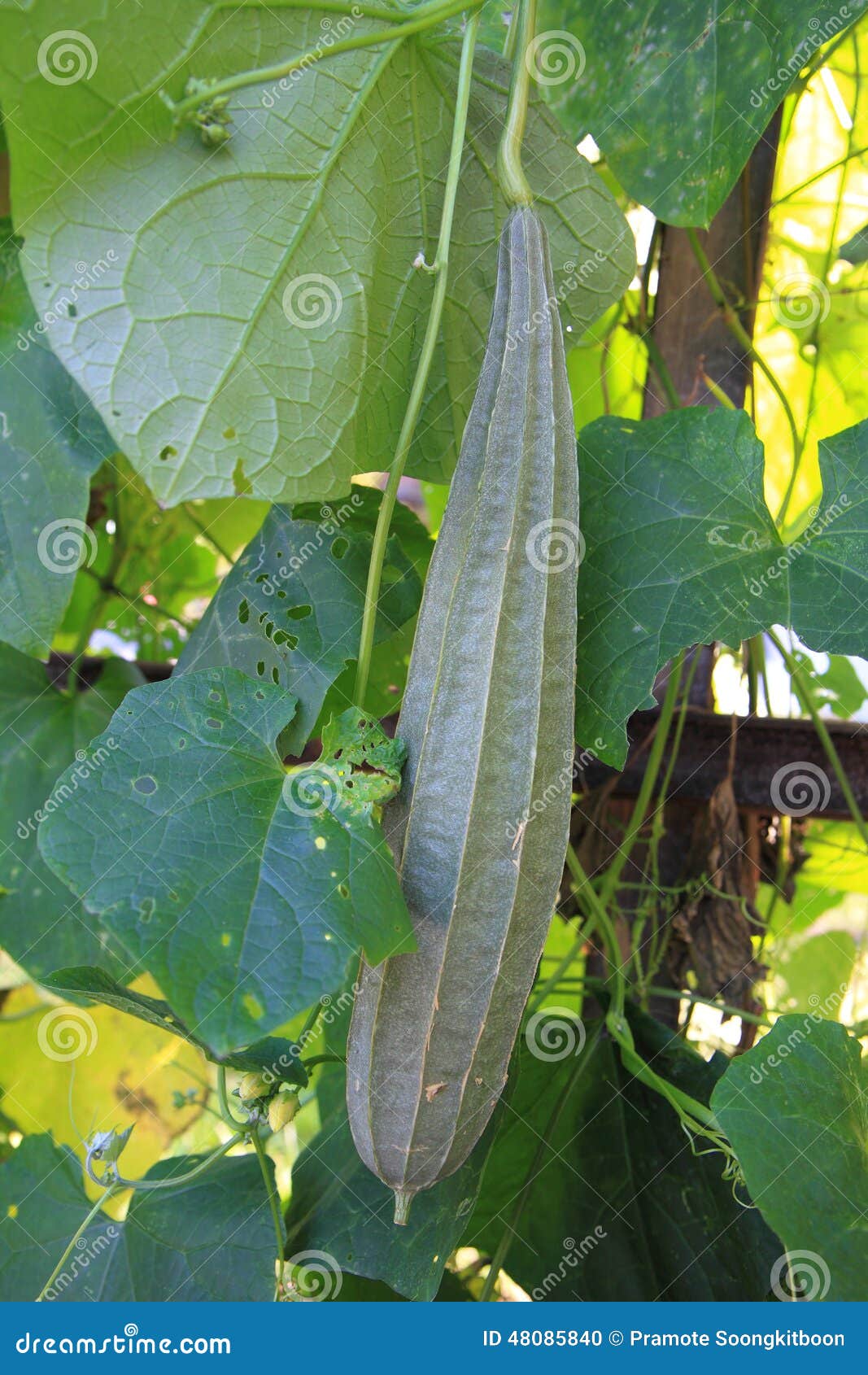 Angled Loofah stock photo. Image of harvest, edible, nutritious - 48085840