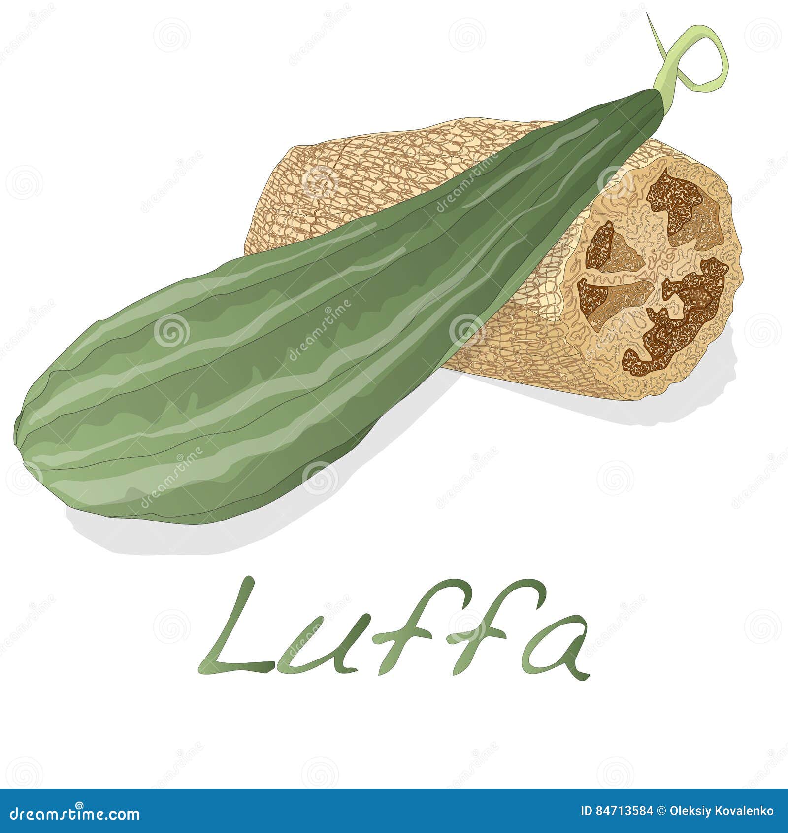 Angled luffa fruits vector stock vector. Illustration of acutangula ...