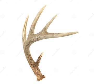 Angled Whitetail Deer Antler Stock Photo - Image of rack, nature: 15016104