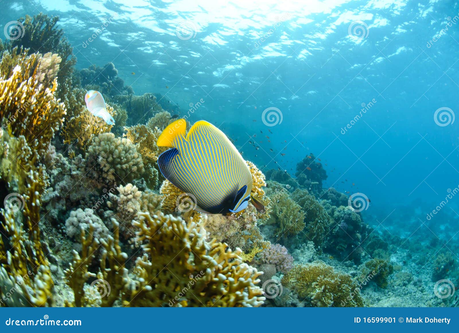 Anglefish and coral reef stock image. Image of multi - 16599901