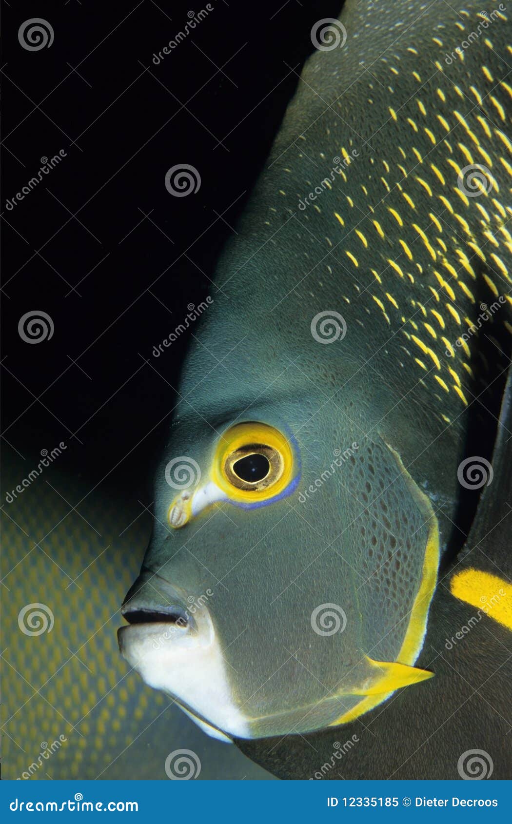 Angler fish stock image. Image of travel, beautiful, blue - 12335185