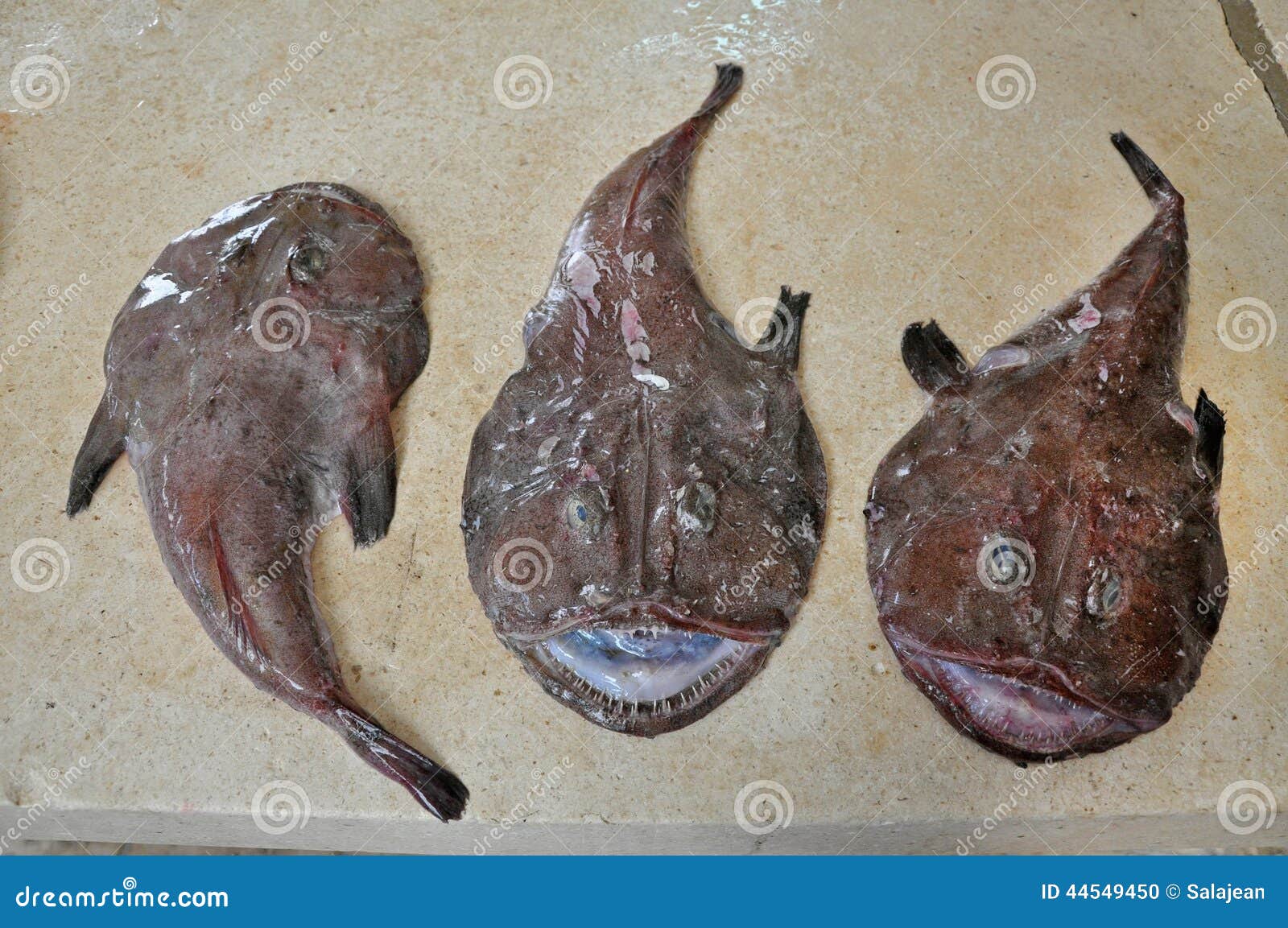 Angler fish on fish market stock photo. Image of piscatorius - 44549450