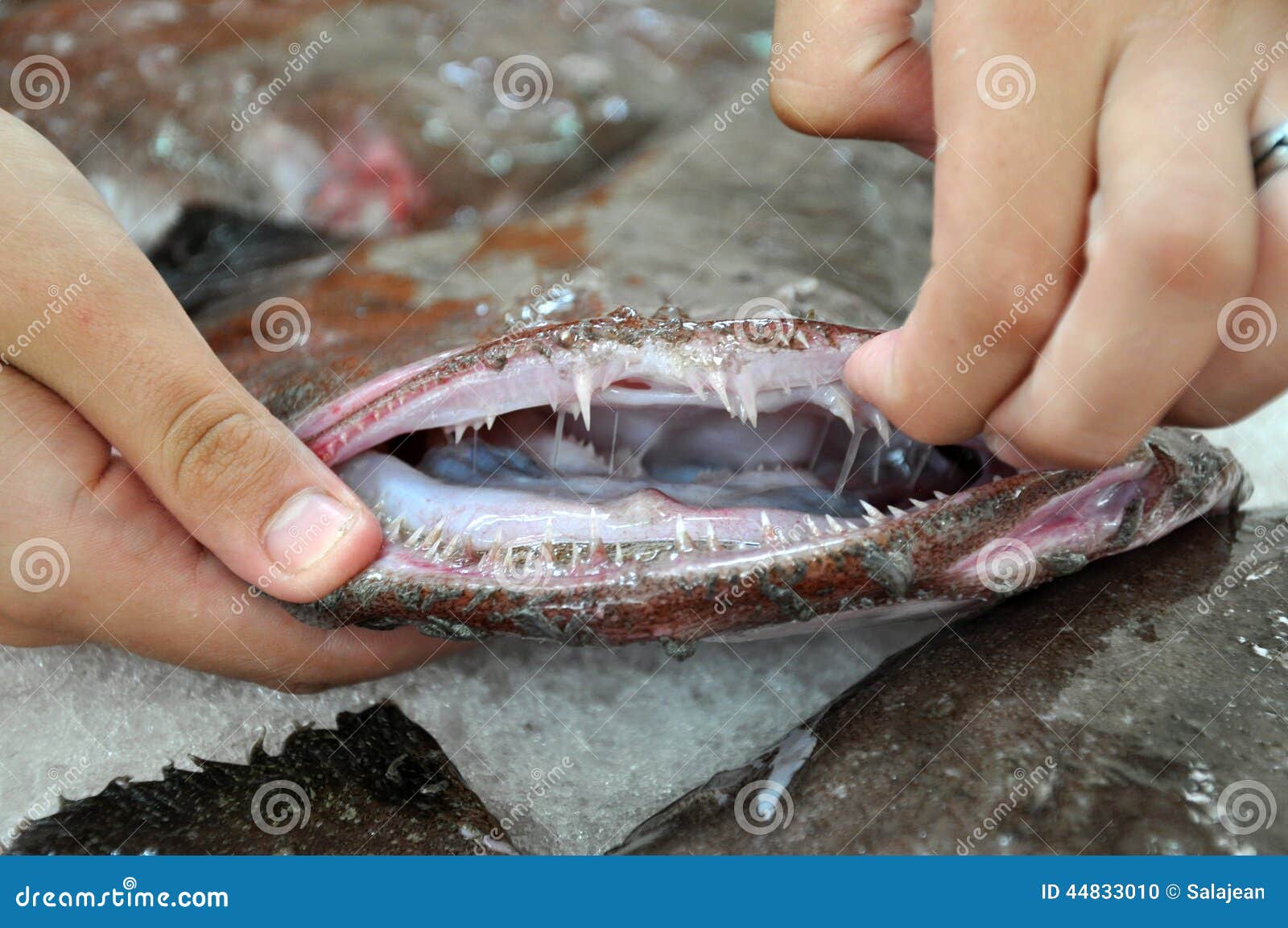 Angler Fish with an Open Mouth and Ragged Teeth - Close-up Stock Photo ...