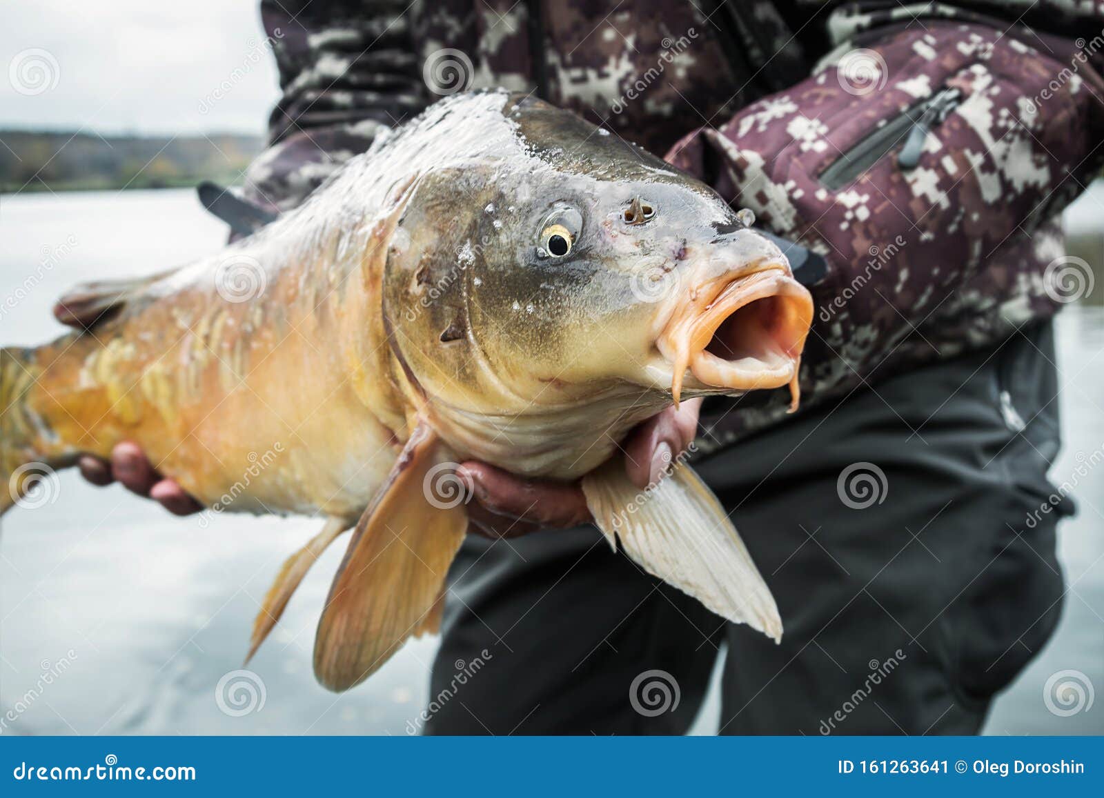 The Angler Holds Trophy Fish, the Carp Stock Image - Image of catch ...