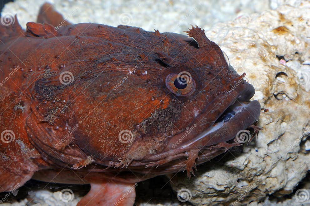 Anglerfish stock photo. Image of deep, anglerfish, marine - 98108