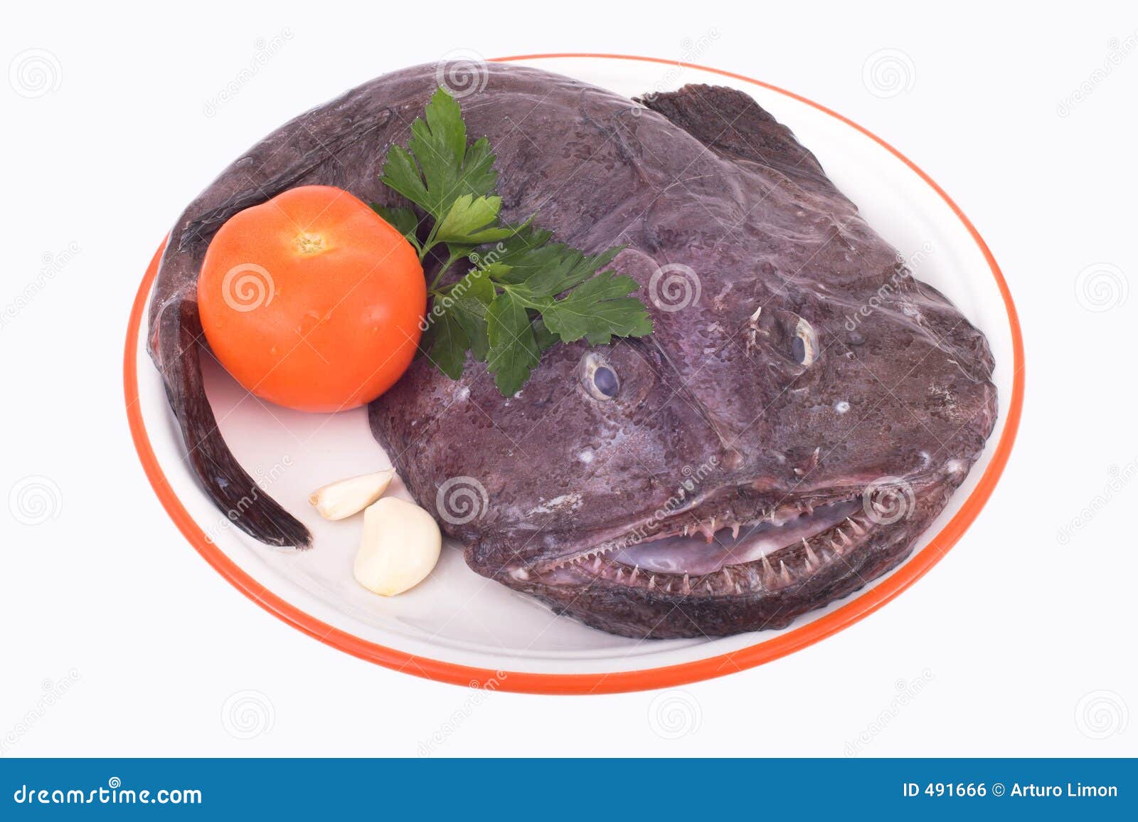 Anglerfish , horrible fish stock photo. Image of fish, goosefish - 491666