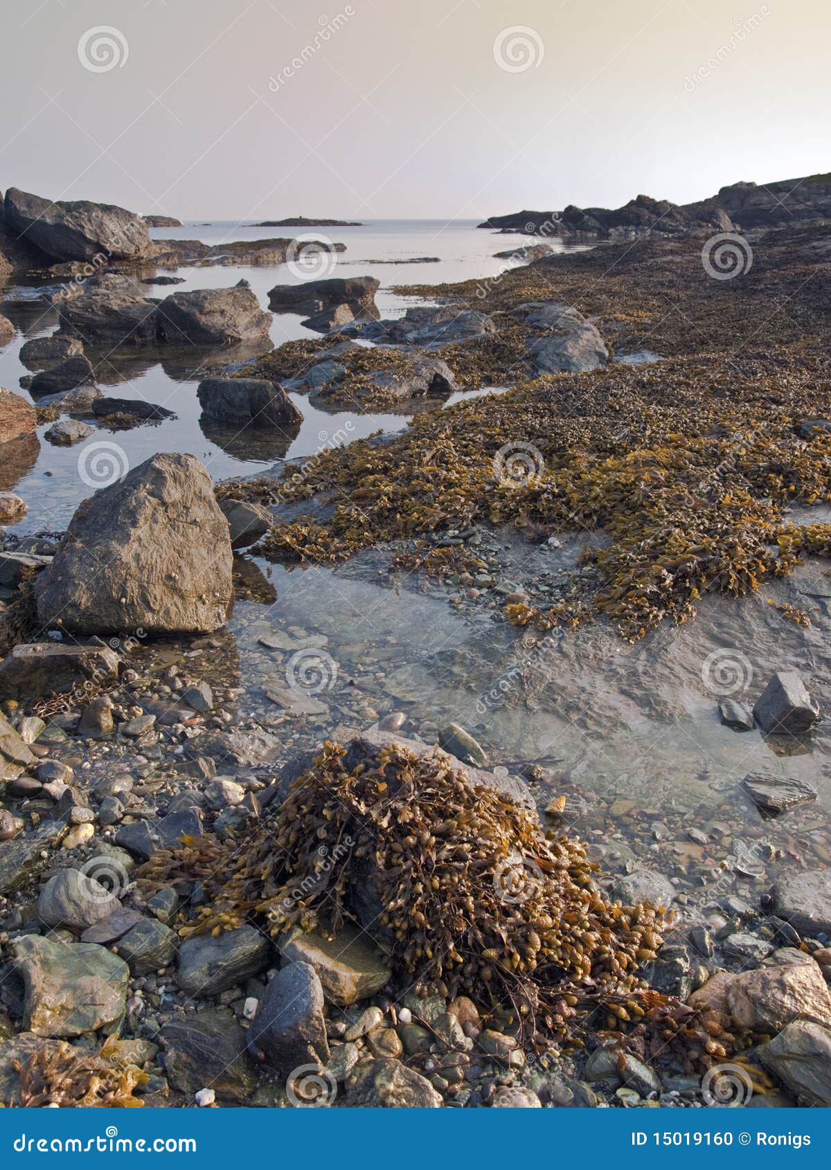 Anglesey Coast Rockpool Wales Stock Photo - Image of tide, rock: 15019160