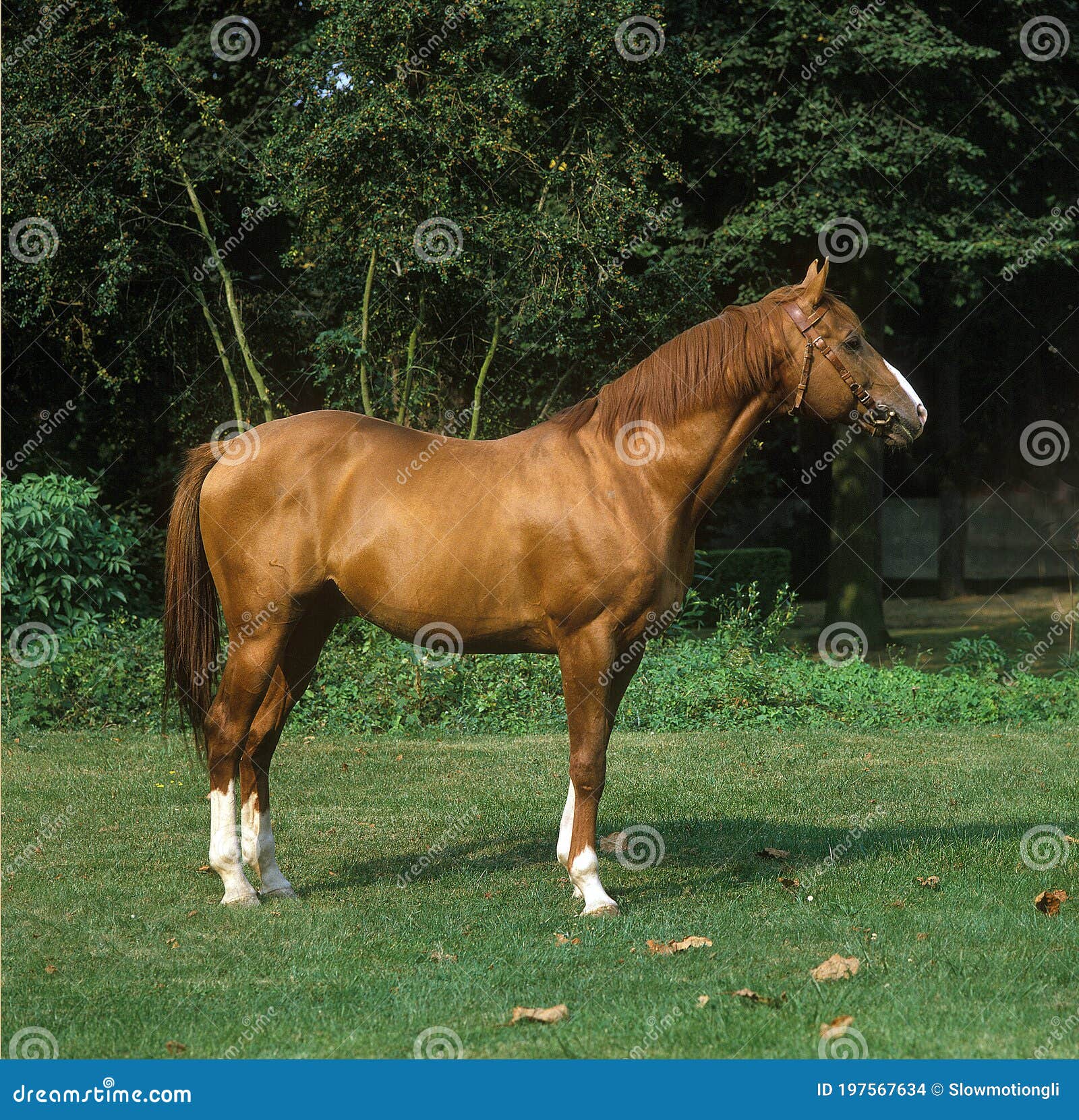 Anglo Arab Horse stock photo. Image of mammal, standing - 197567634
