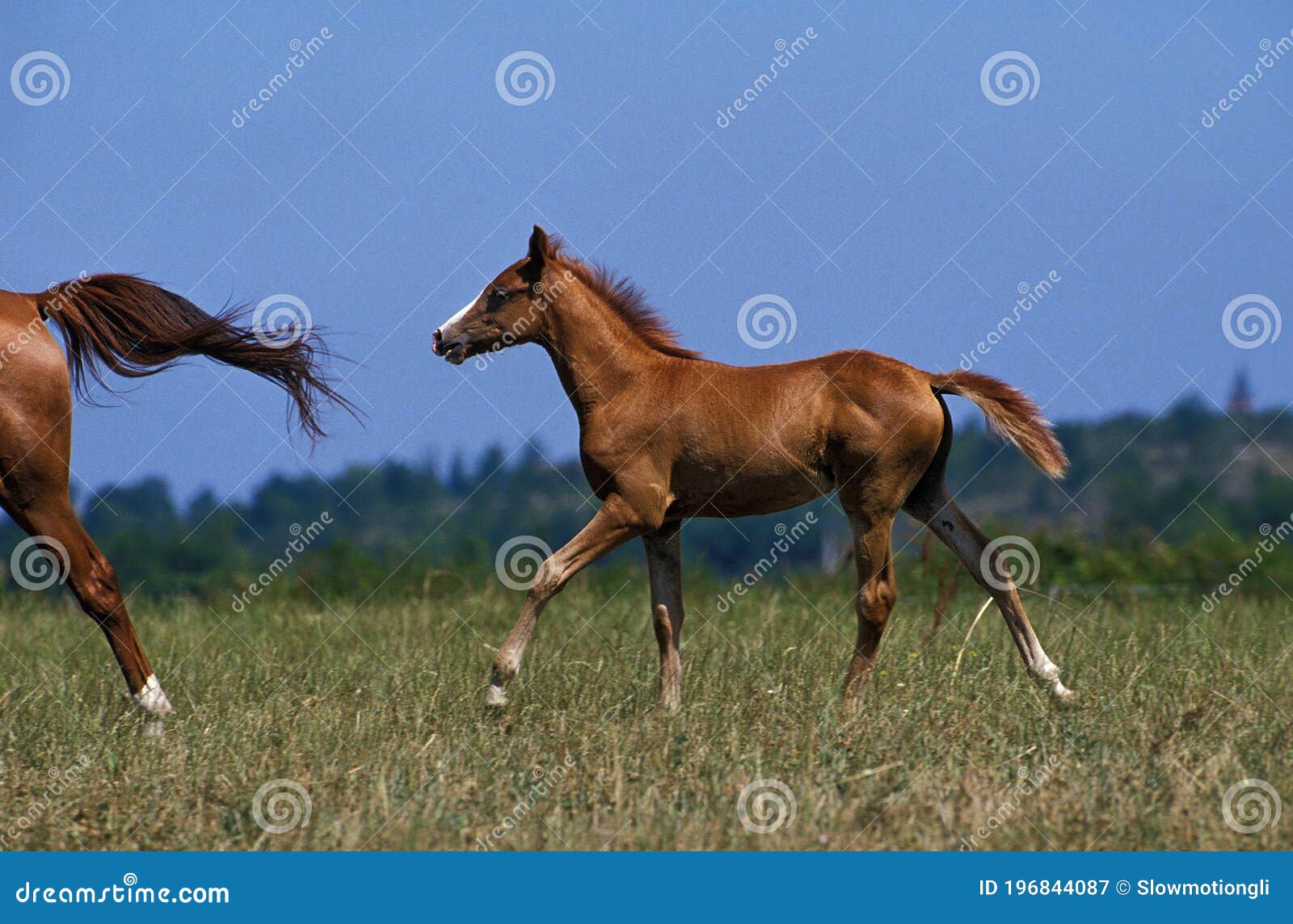 Anglo Arab Horse, Foal Standing in Meadow Stock Image - Image of ...