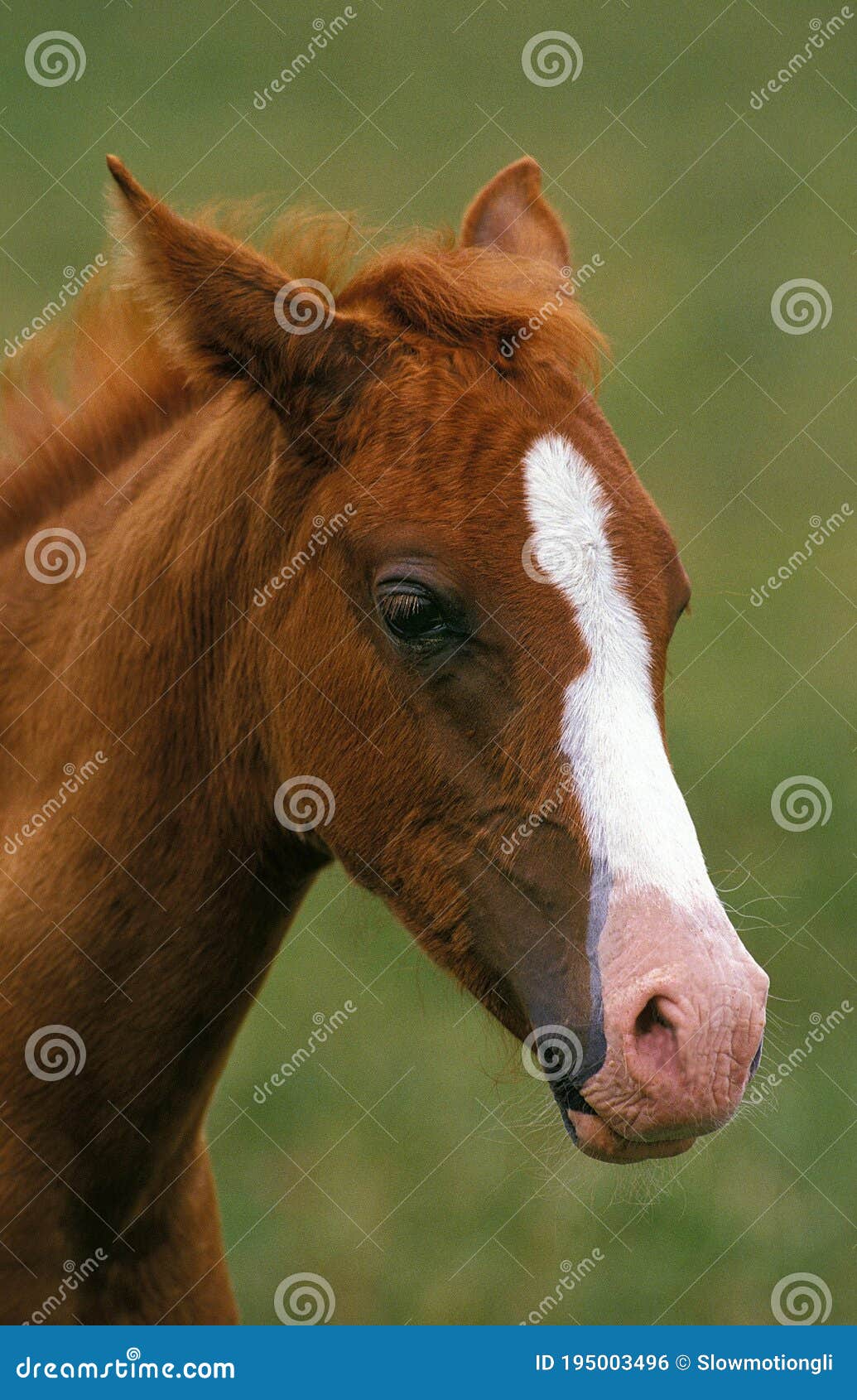 ANGLO ARAB HORSE, PORTRAIT of FOAL Stock Photo - Image of outdoor ...
