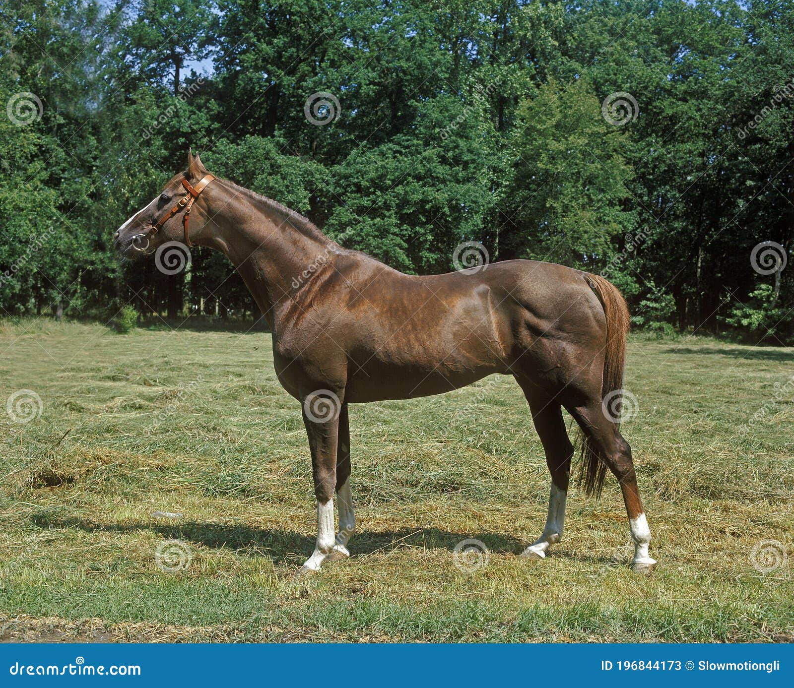 Anglo Arab Horse Learning Some Horse Agility Tricks. Owner Behind ...