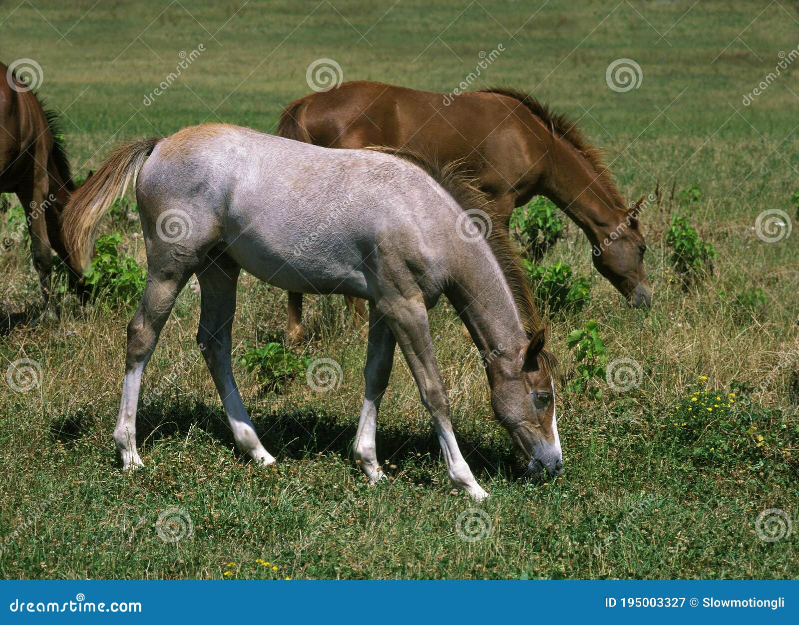 ANGLO ARAB HORSE, YEARLING EATING GRASS Stock Image - Image of animal ...