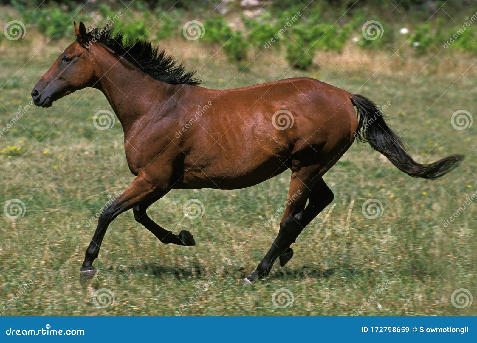 ANGLO ARABE stock image. Image of equidae, length, full - 172798659