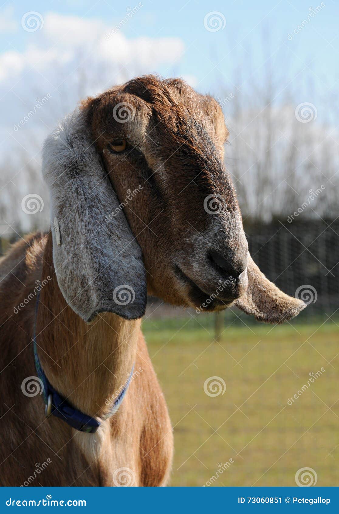 Anglo Nubian Goat stock image. Image of farm, ears, head - 73060851