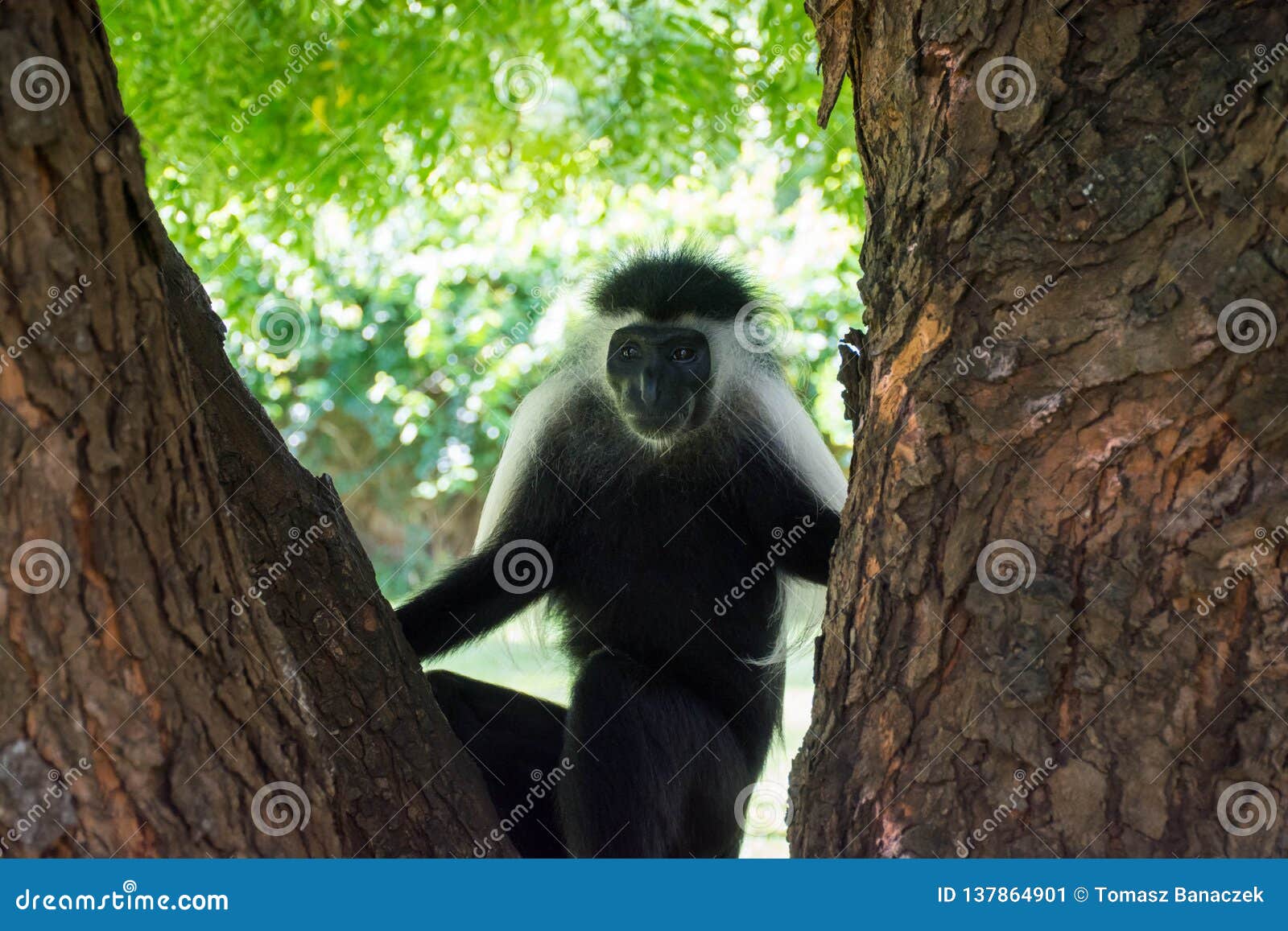 Angola Colobus Ape Hanging on the Tree in Kenya Diani Beach Stock Image ...