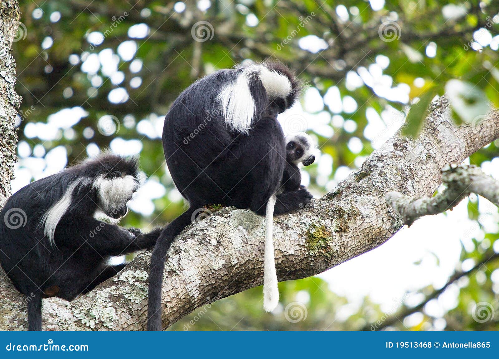 Sad Face Of Colobus Monkey Royalty-Free Stock Image | CartoonDealer.com ...